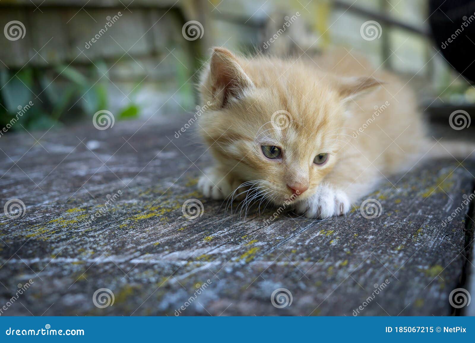 Little Ginger Kitten Crouching on a Tree Trunk Stock Image - Image of ...