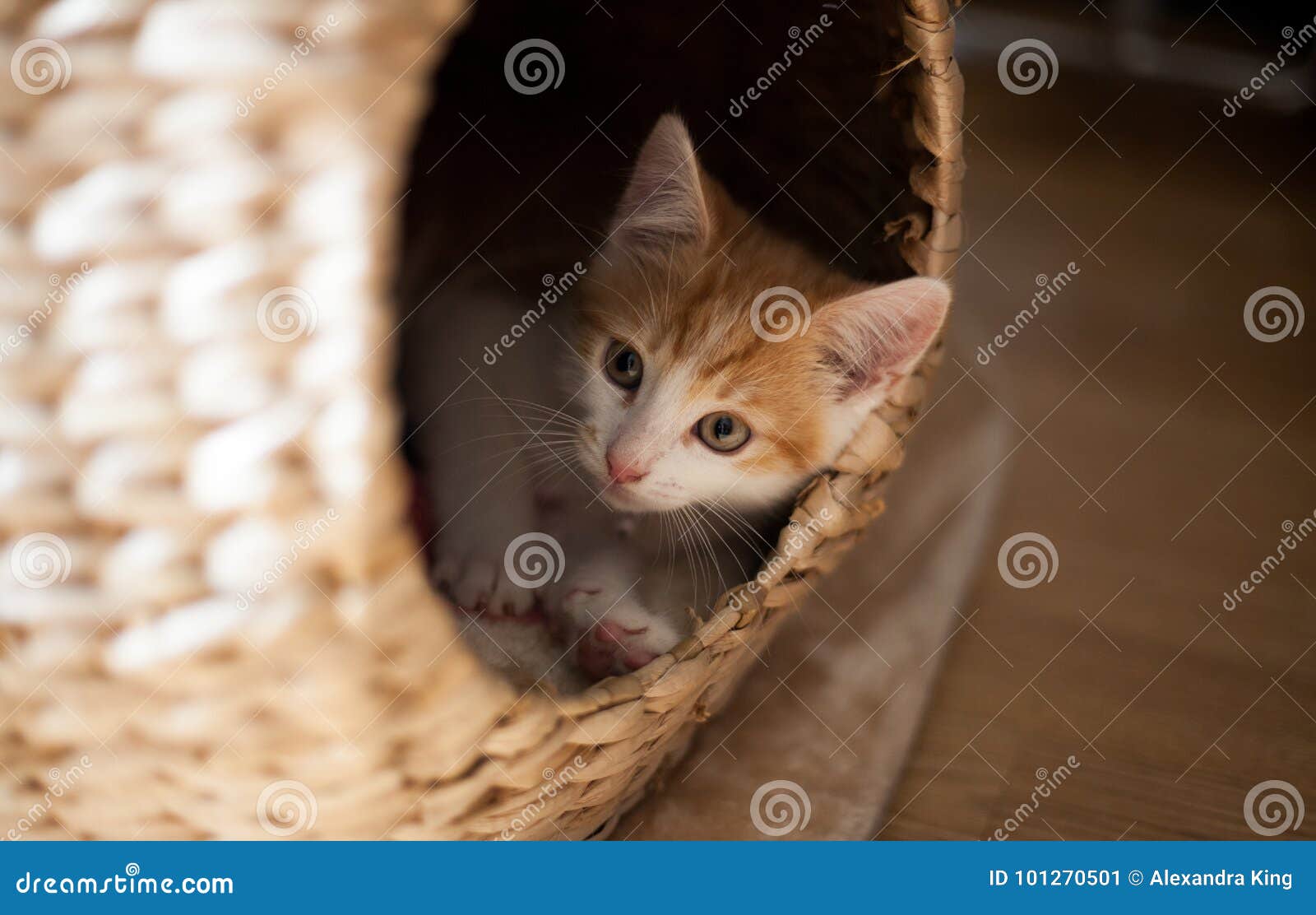 Cat in a Pod stock image. Image of pattern, furniture - 101270501