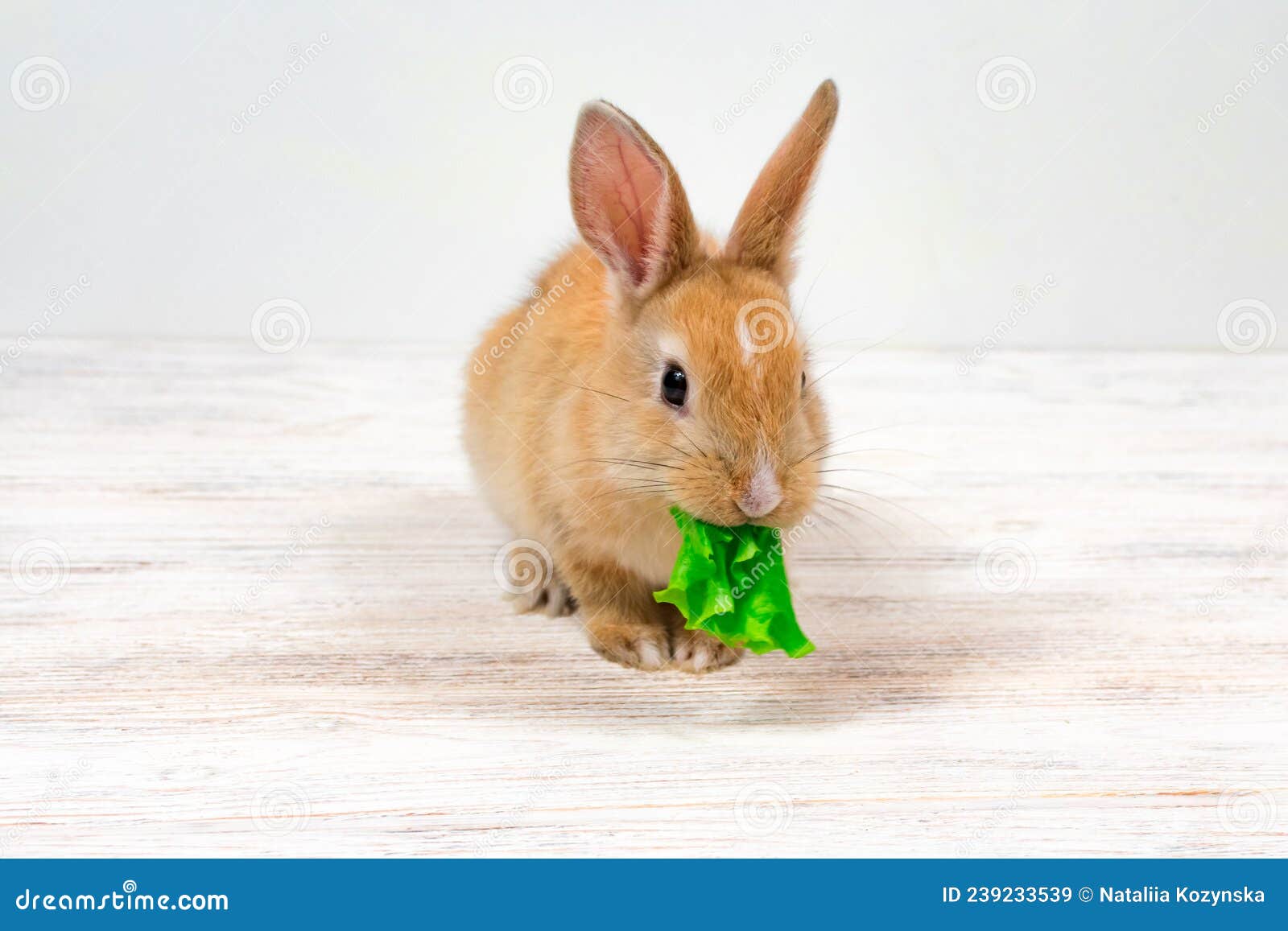 Little Ginger Rabbit Chews a Green Leaf of Grass on a White Background ...