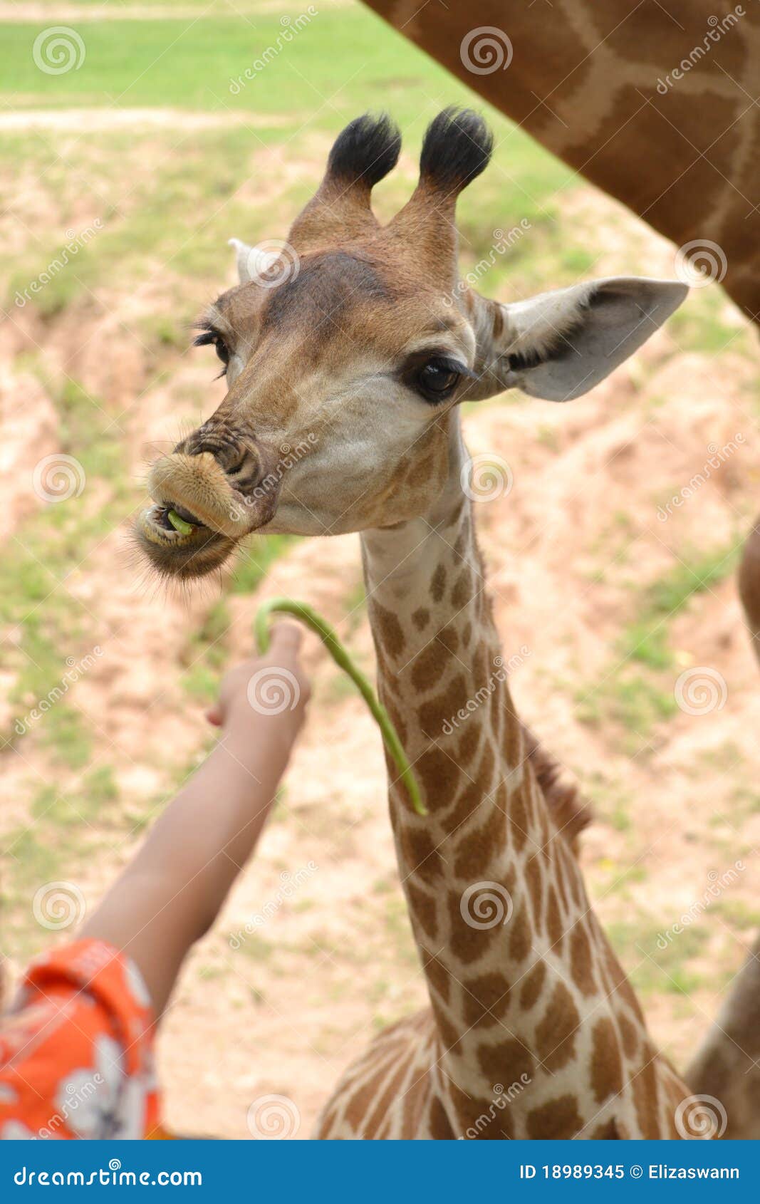 Little Giraffe. stock image. Image of legs, tall, guinea - 18989345