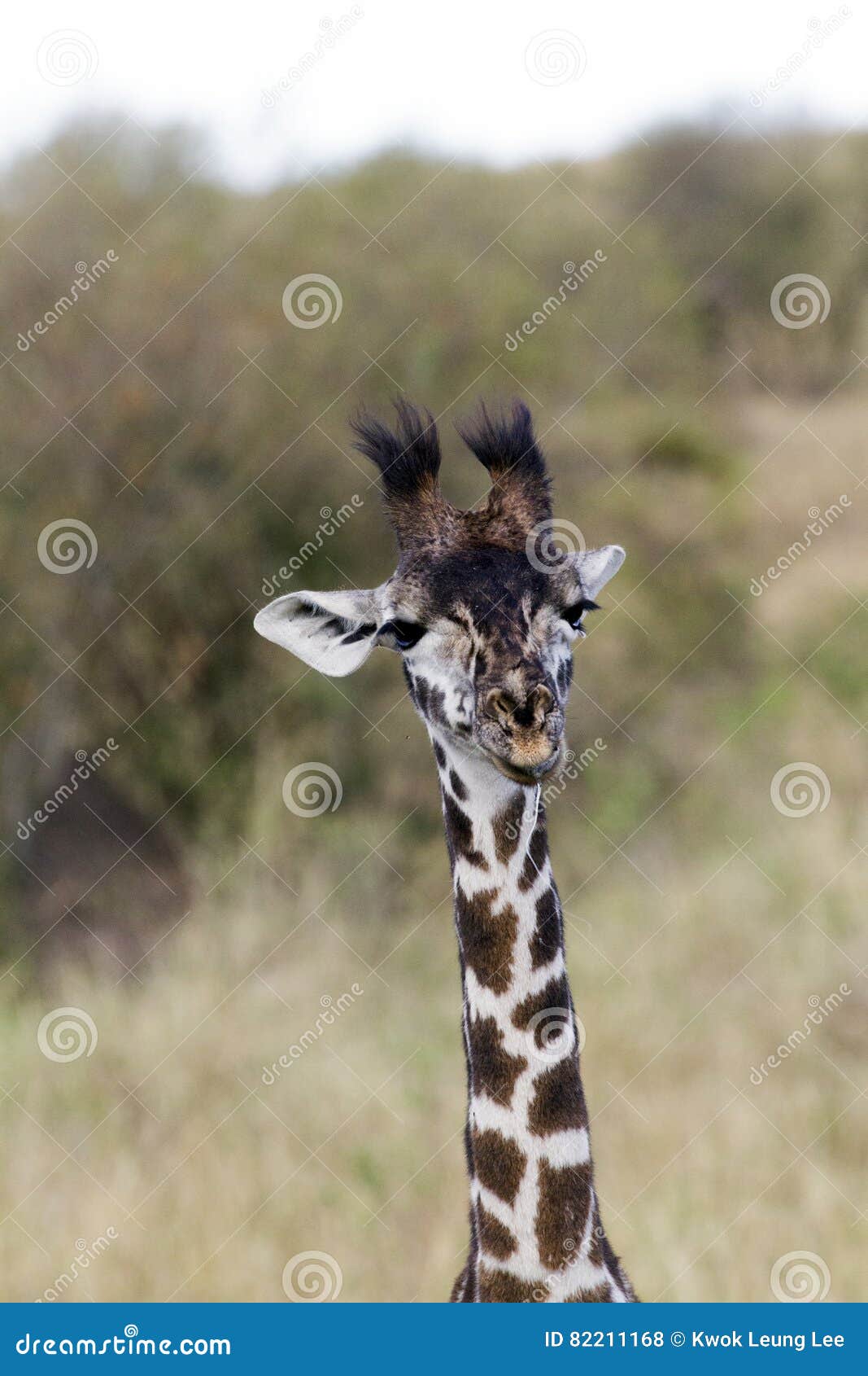Little Giraffe Close up stock photo. Image of tallest - 82211168