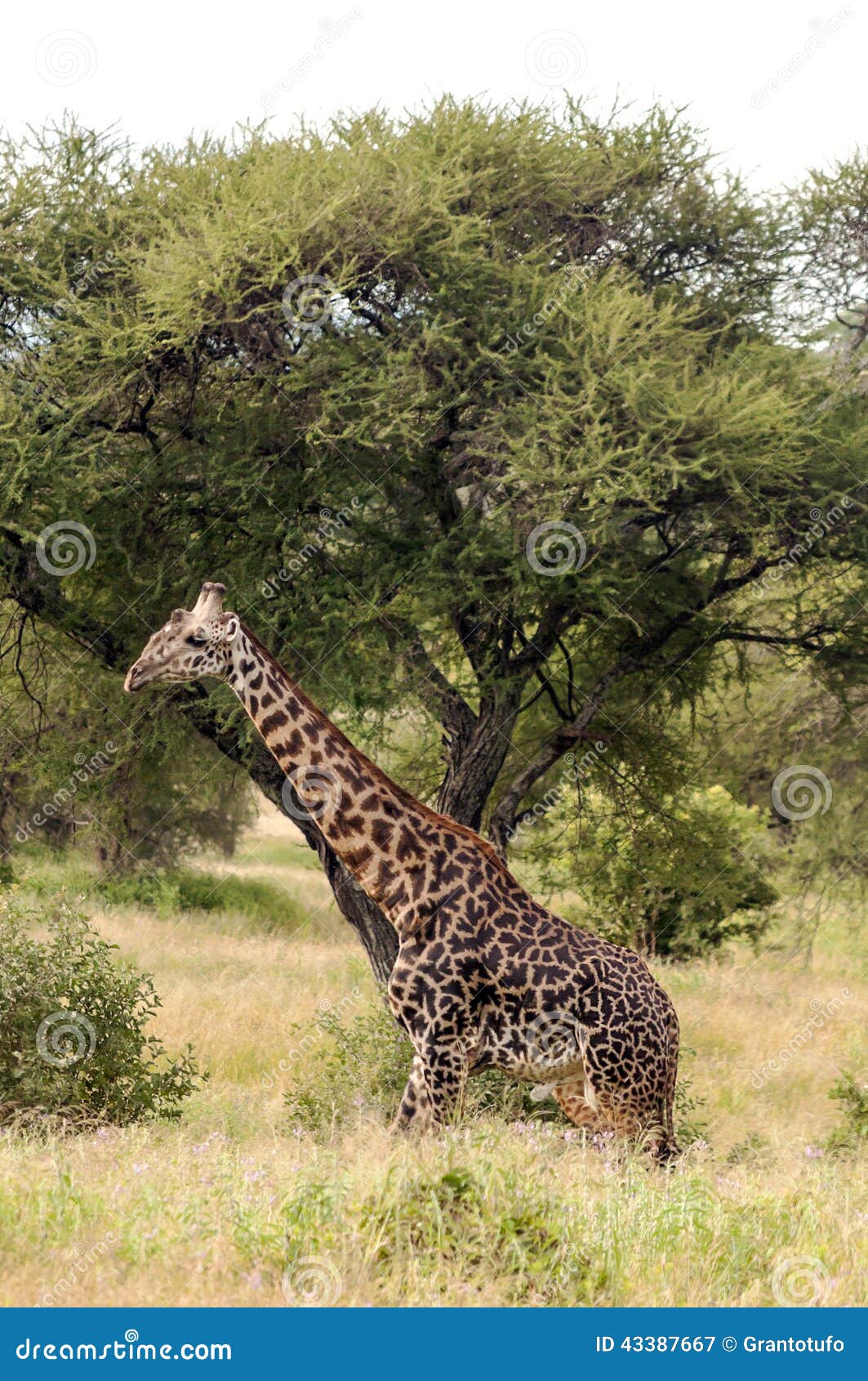 Little Giraffe stock image. Image of grazing, park, little - 43387667