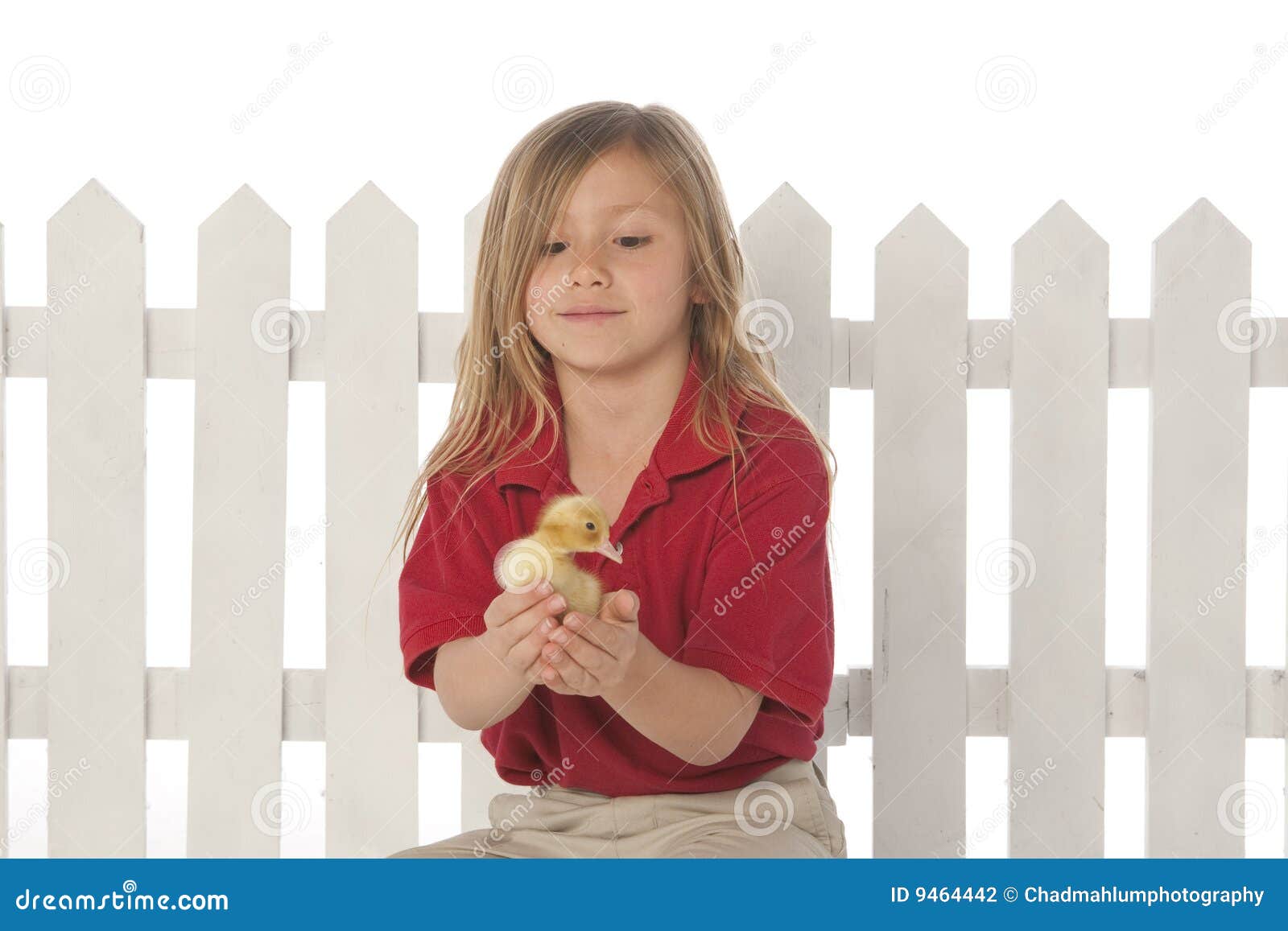 Little Girl with Baby Ducks Stock Photo - Image of blond, leisure: 9464442