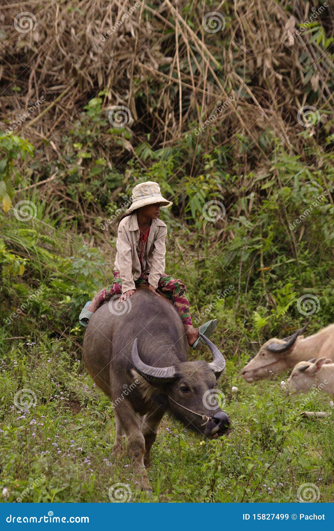 Little Girl on the Back of His Buffalo Stock Image - Image of rice ...