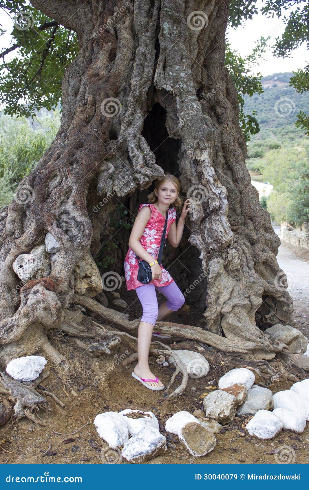 Little Girl in a Big Olive Tree Stock Image - Image of garden, portrait ...