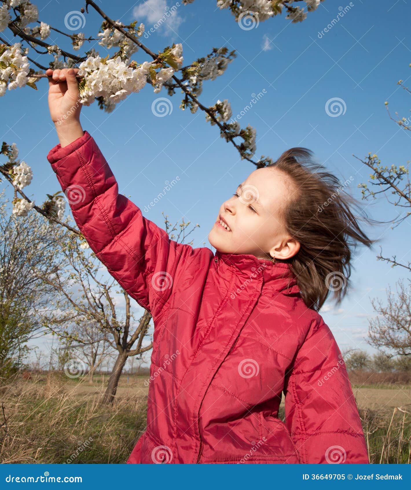 Little Girl and the Cherry-tree Stock Image - Image of ecology, spring ...