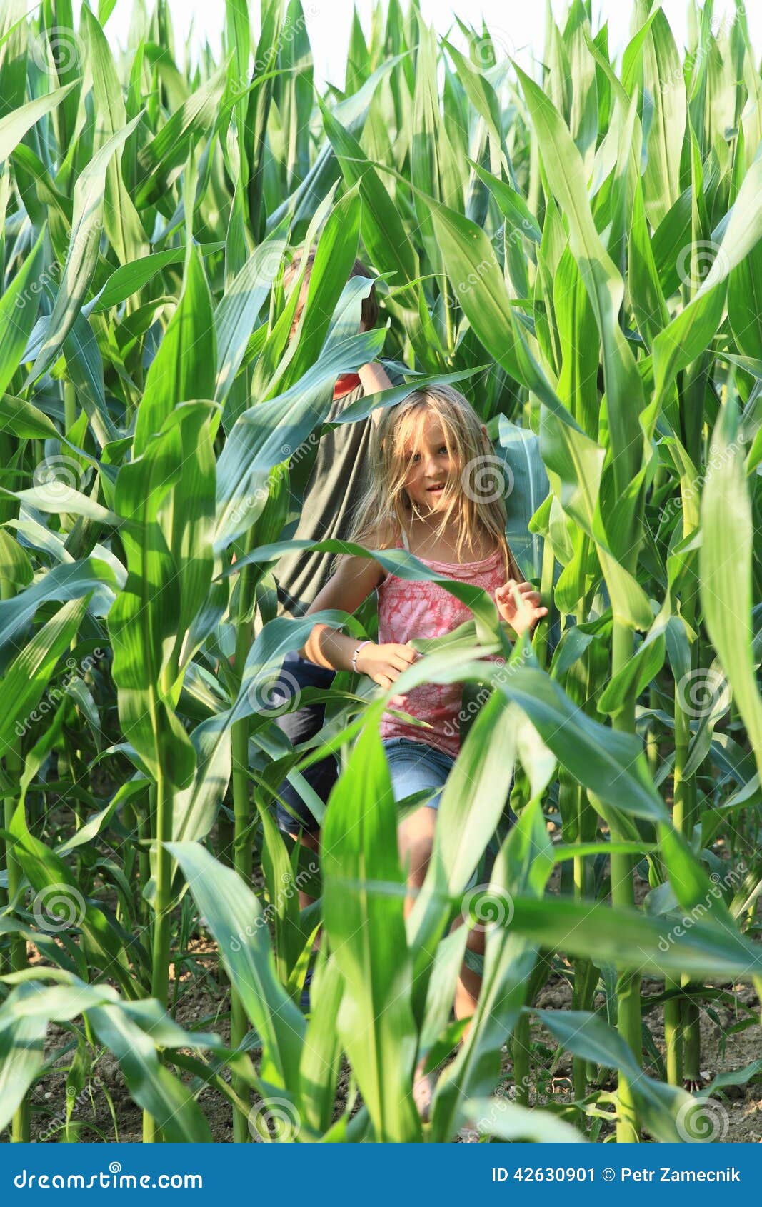 Corn Field Babes Telegraph