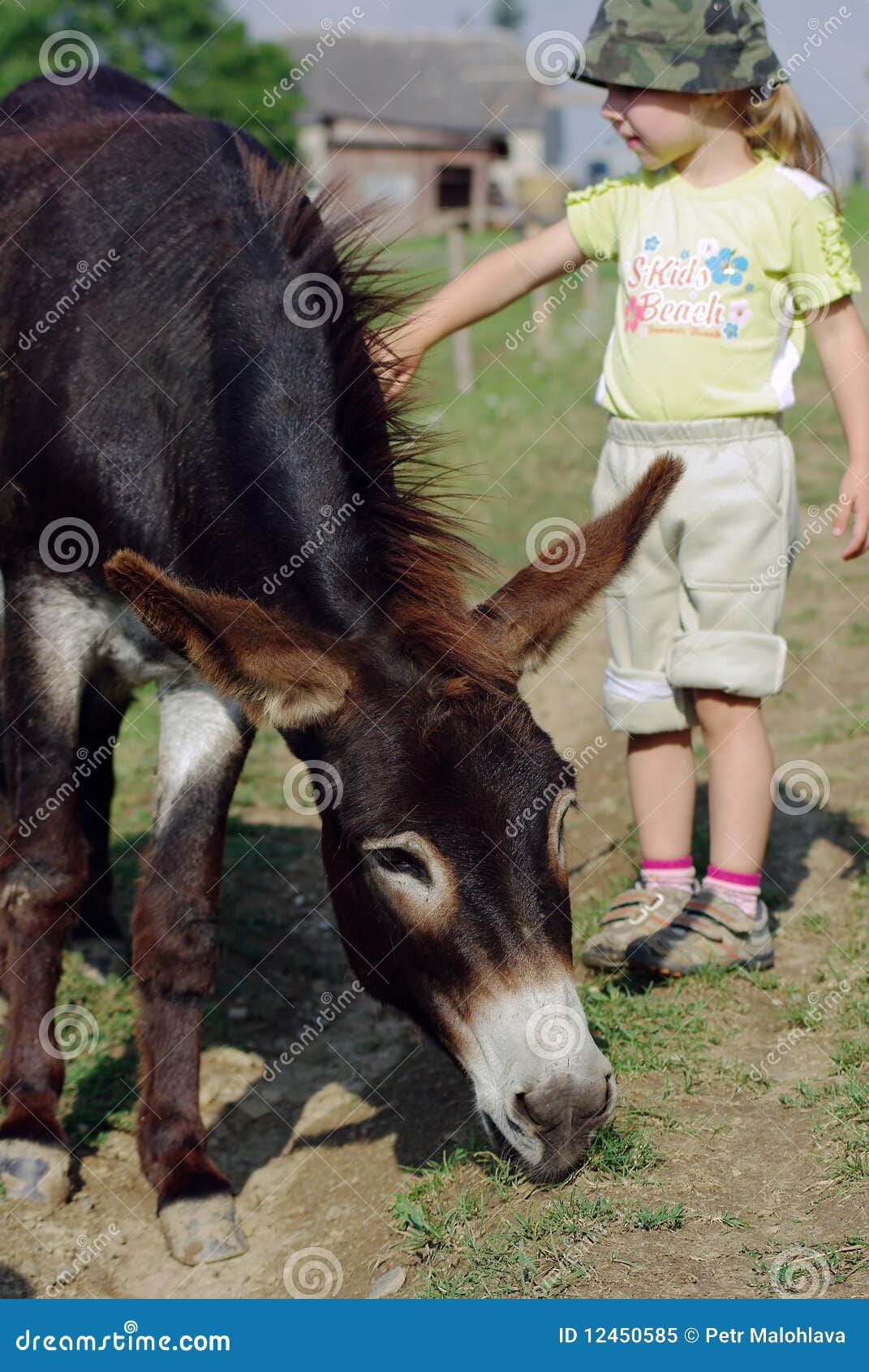 Little girl with donkey stock image. Image of feed, farmstead - 12450585