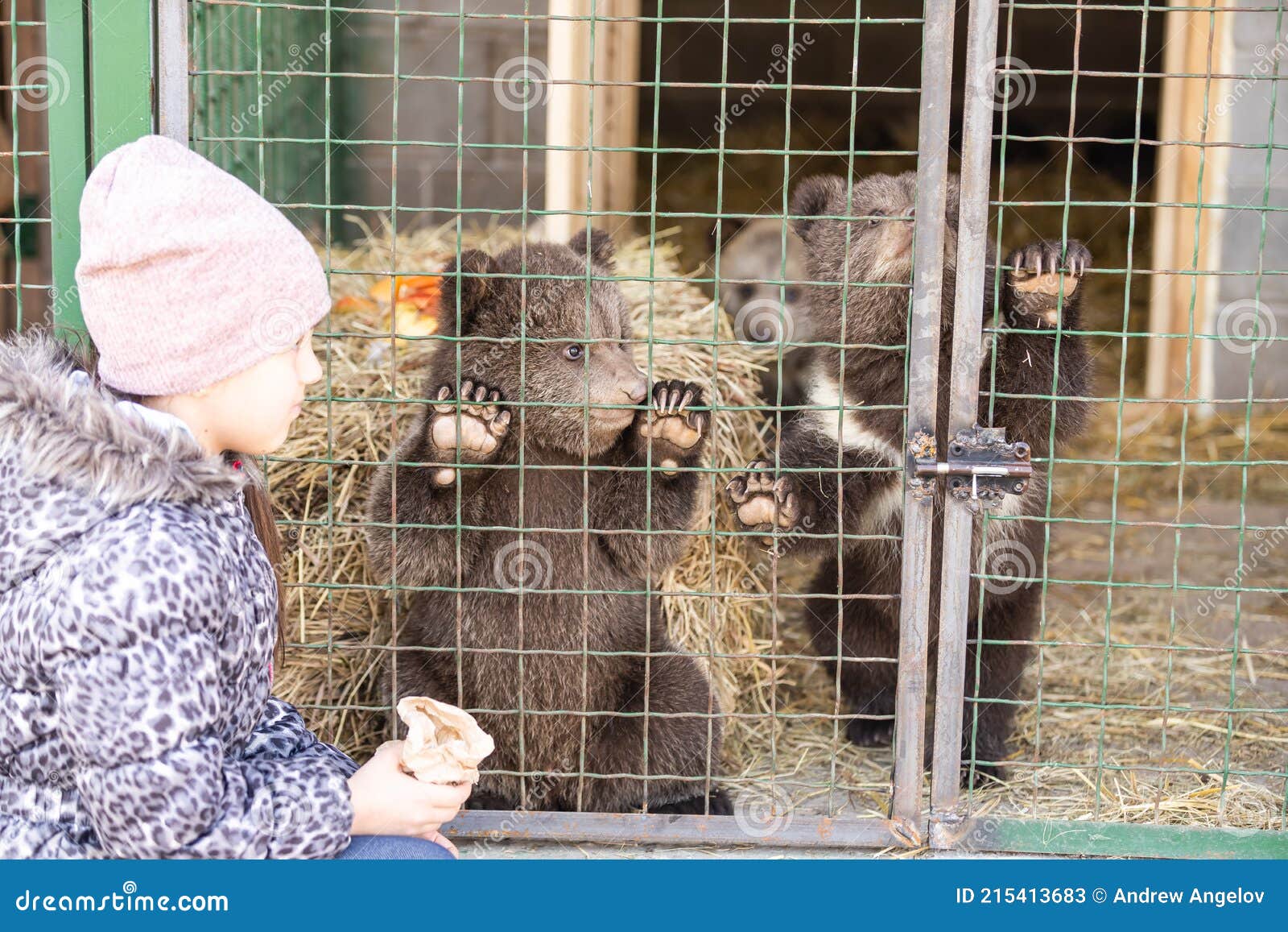 Little Girl Feeds a Bear in a Cage Stock Image - Image of friend, fairy ...