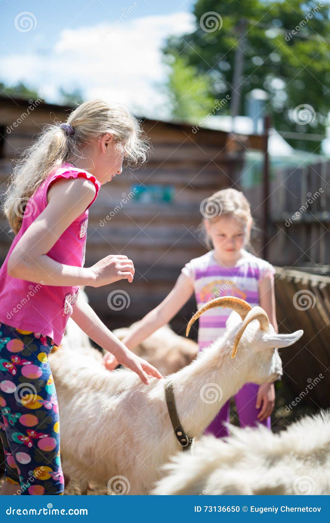 Little girl with goat stock photo. Image of nature, country - 73136650