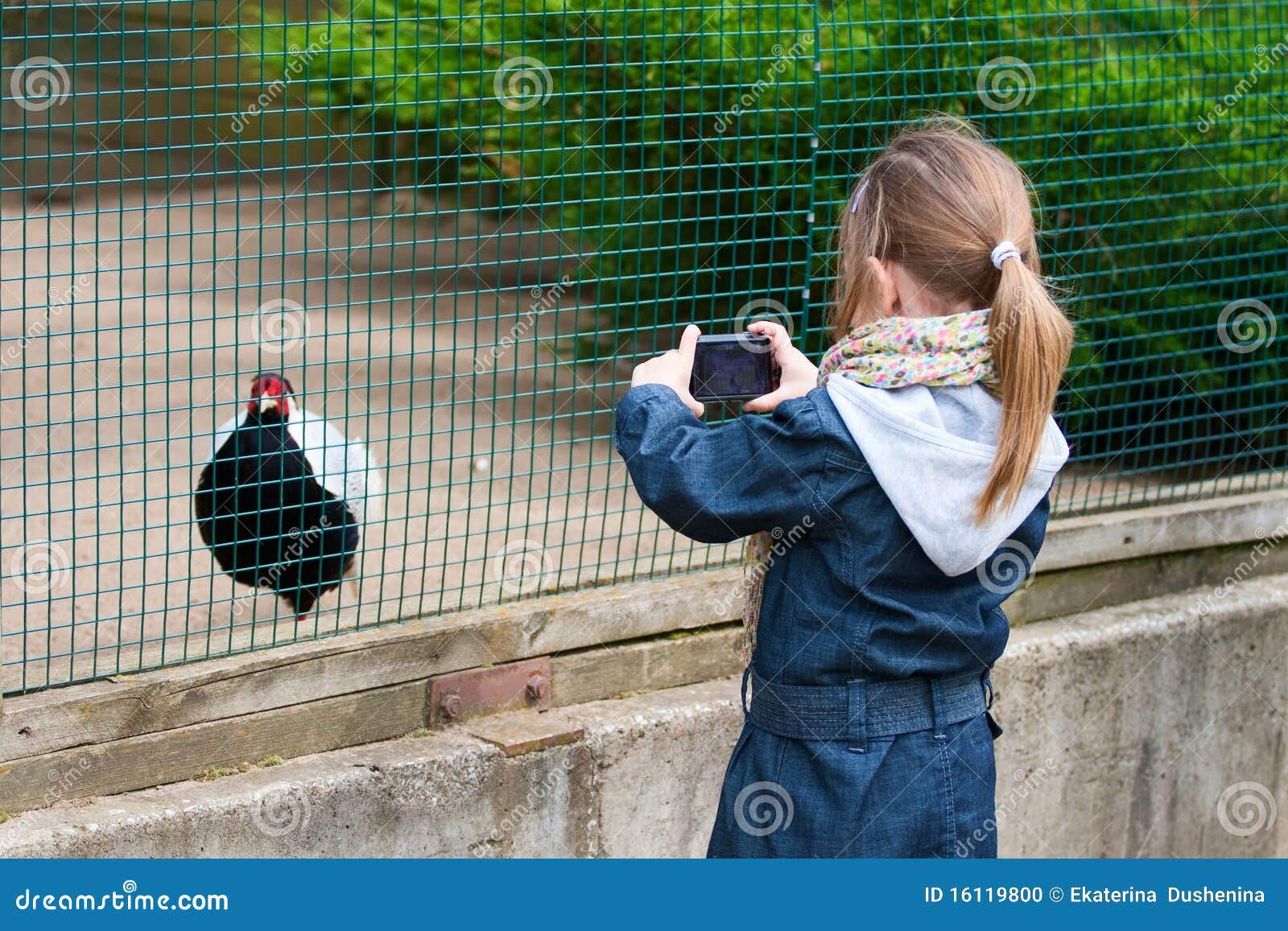 A Little Girl Photographed Pheasant. Stock Photo - Image of outdoors ...