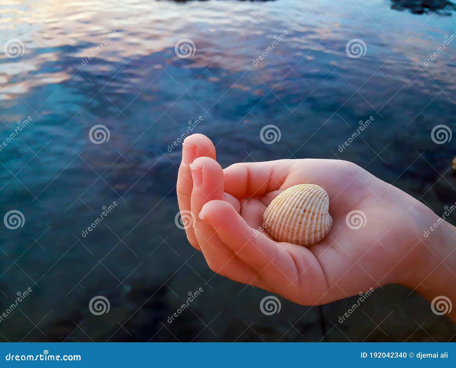 A Little Girl& X27;s Hand Holding a Seashell Stock Photo - Image of ...