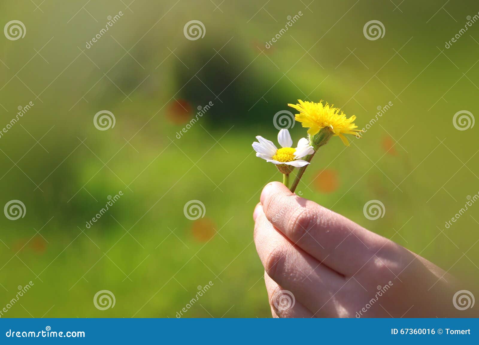 Little Girl S Hand Holding Spring Flower Stock Photo - Image of girl ...