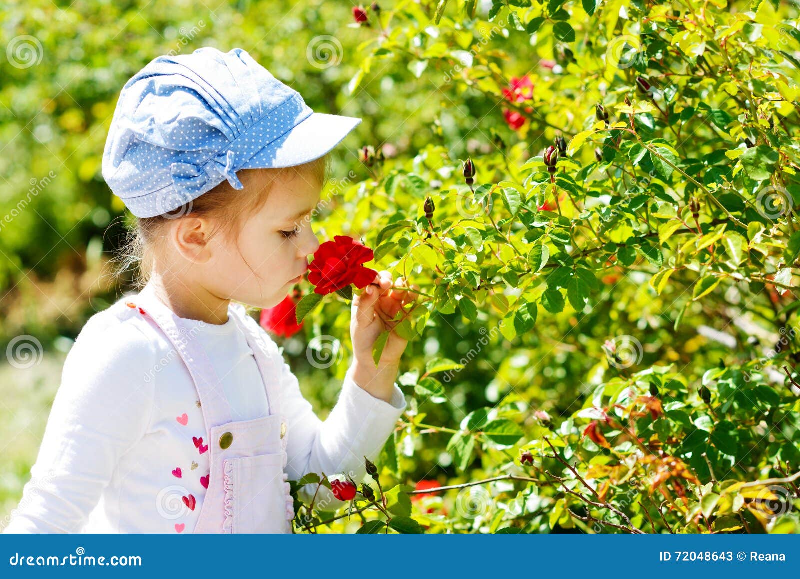 Little girl smelling rose stock image. Image of playing - 72048643