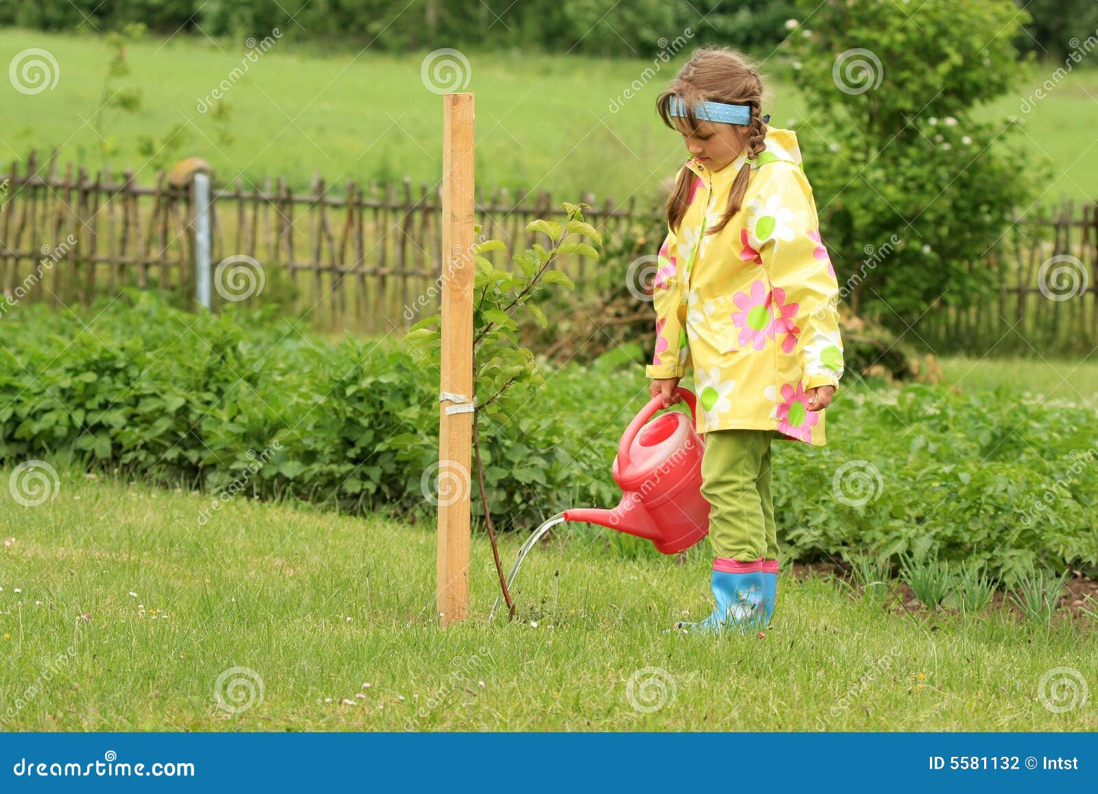 Little Girl Watering Apple Tree Stock Photo - Image of little, girl ...