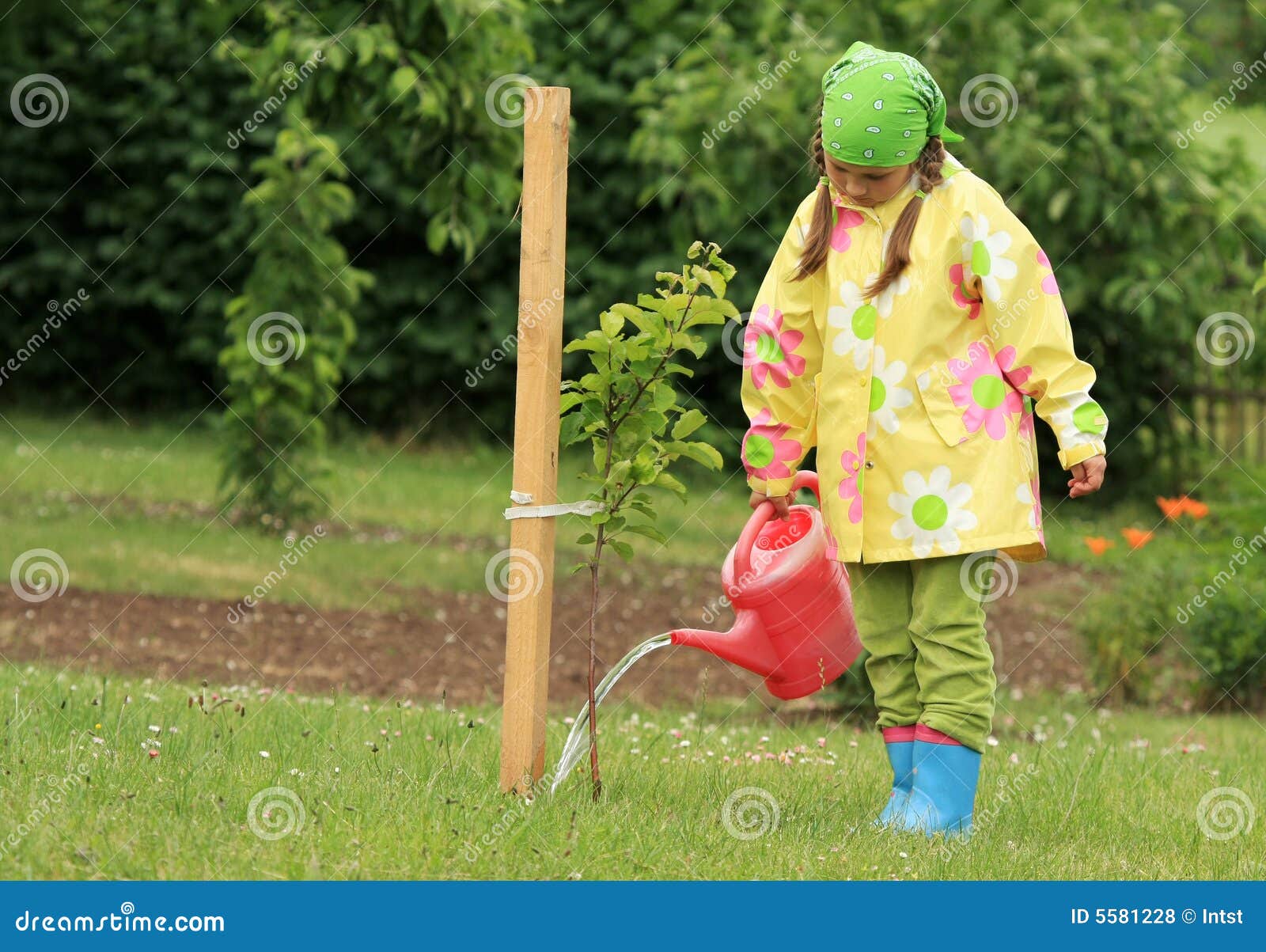 Little Girl Watering Apple Tree Stock Photo - Image of grass, concept ...