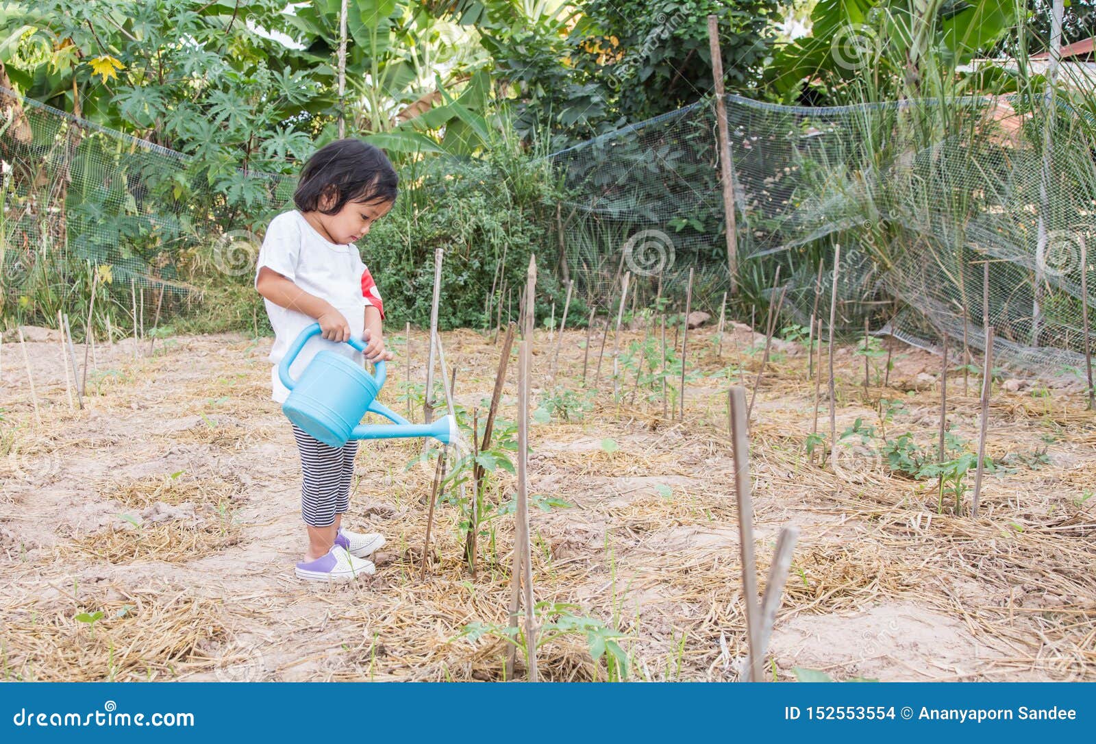 Little Girl Watering Tree with Watering Pot Stock Photo - Image of ...