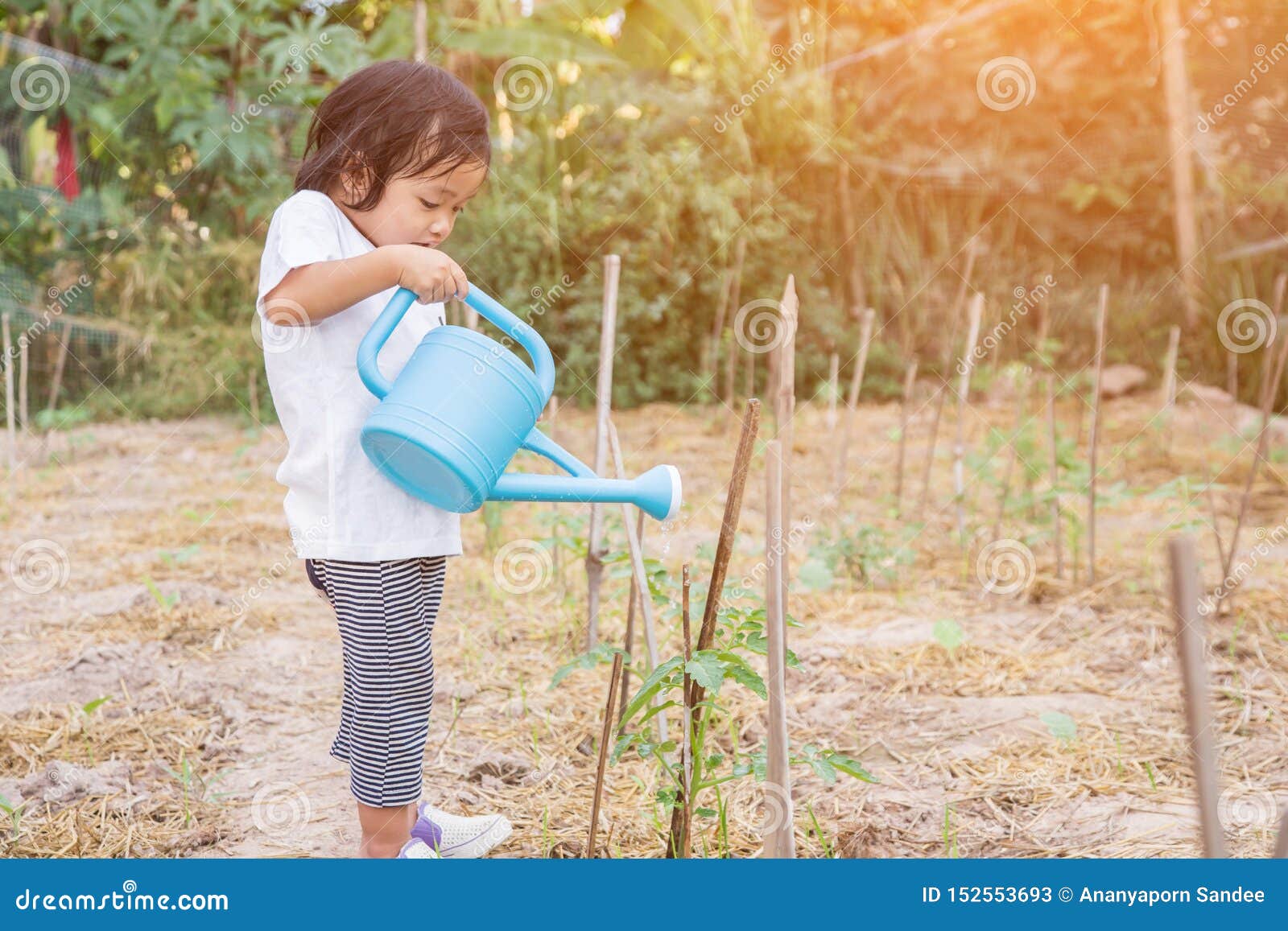 Little Girl Watering Tree with Watering Pot Stock Image - Image of hold ...