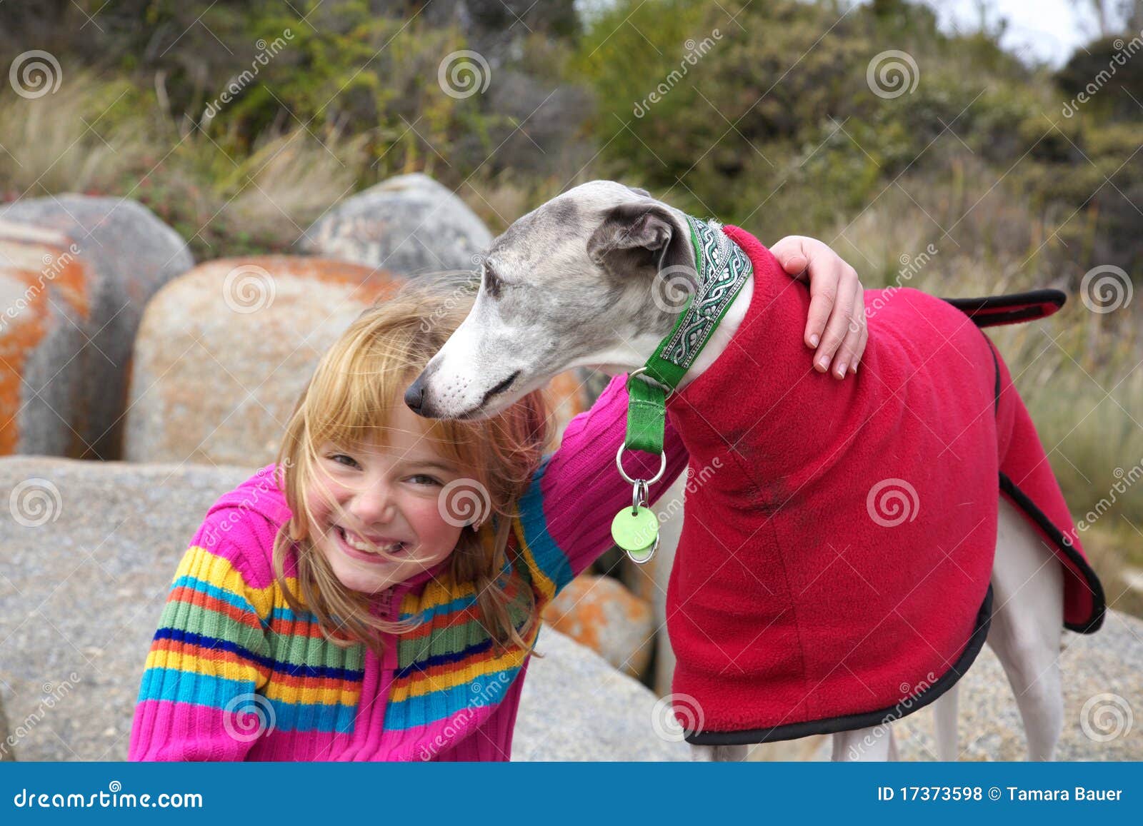 Little Girl with Whippet at Park Stock Photo - Image of adorable ...