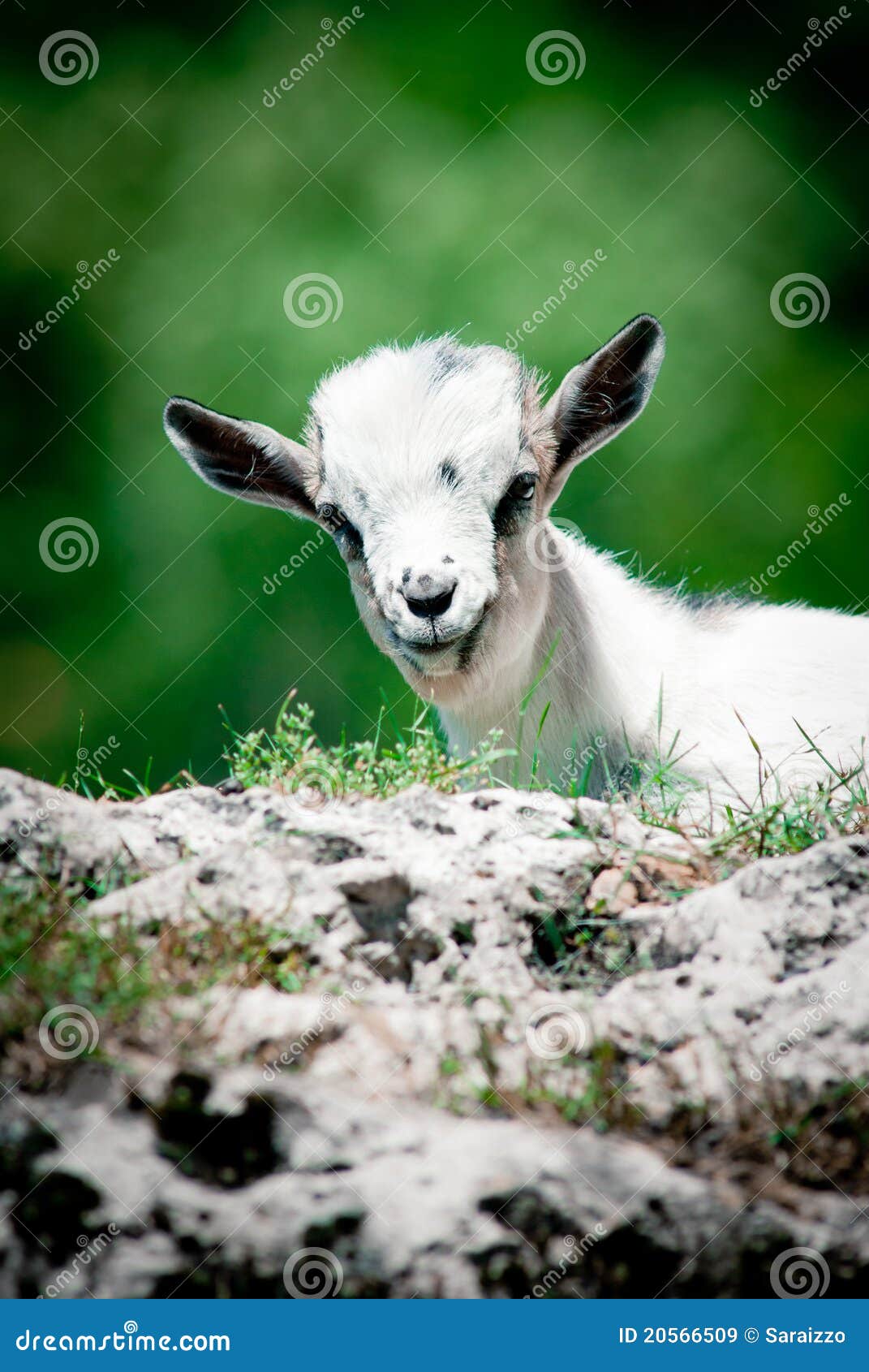 Little goat stock image. Image of domestic, close, white - 20566509