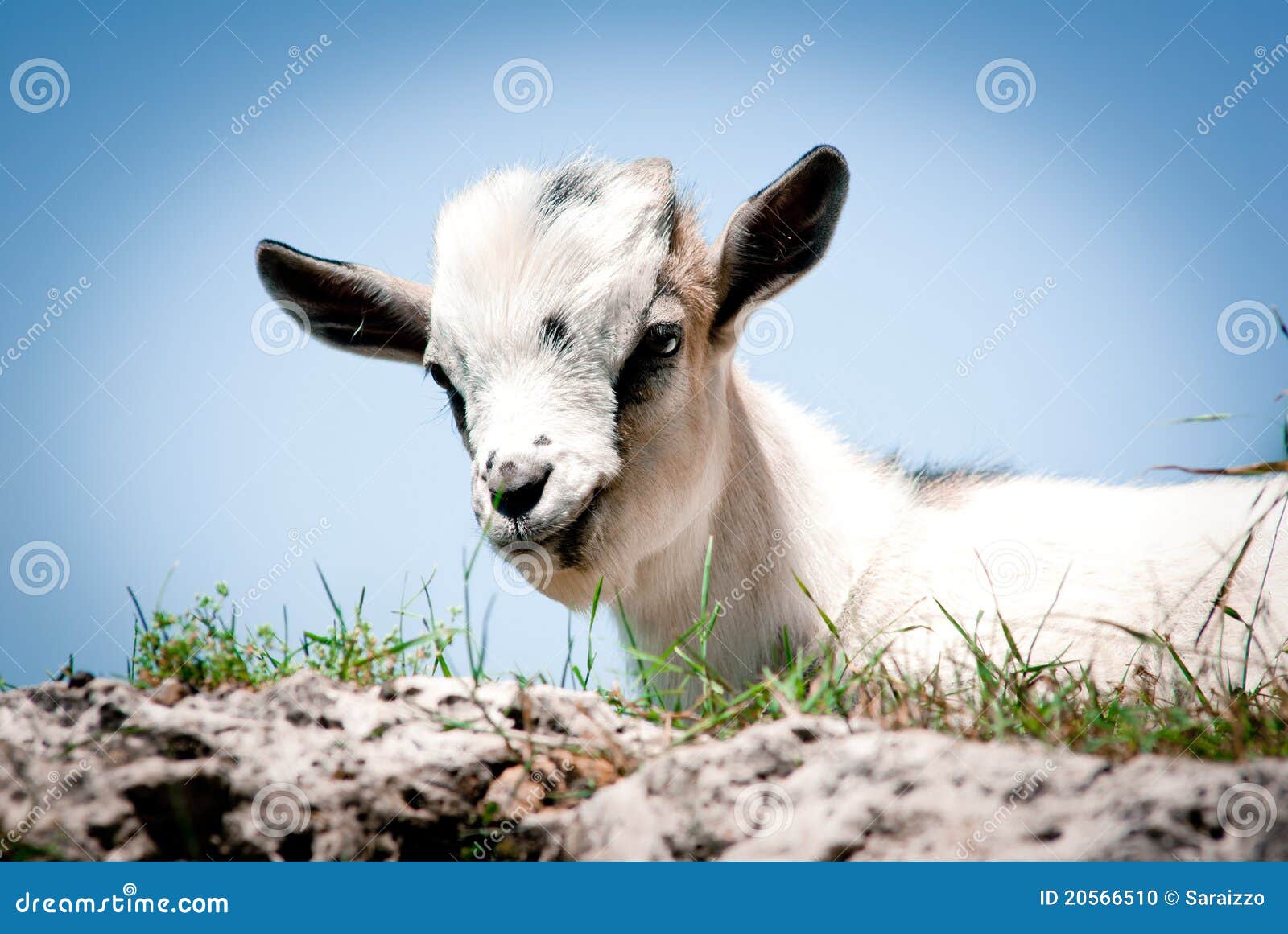 Little goat stock photo. Image of goat, green, close - 20566510