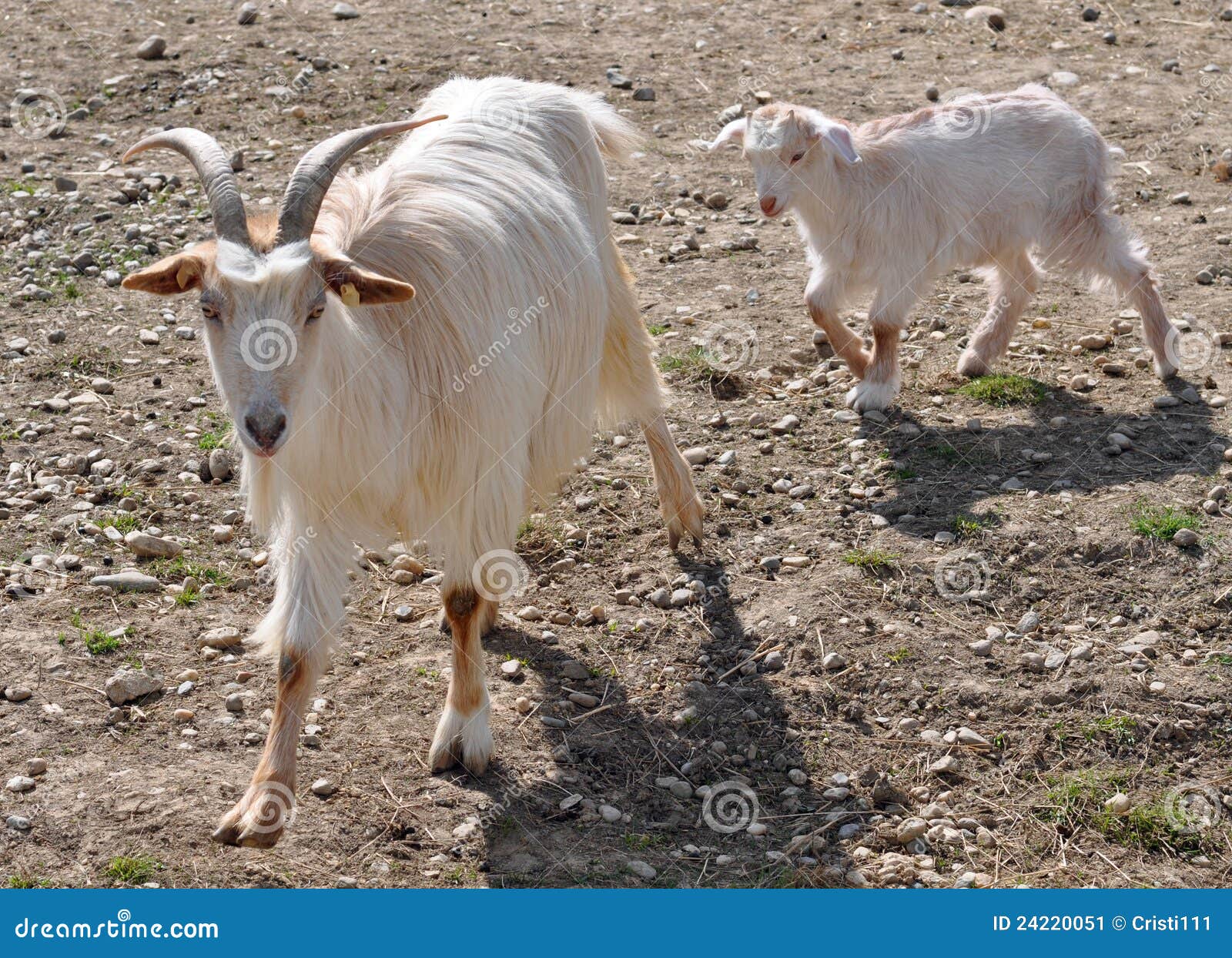 Little goat stock image. Image of horned, shadow, roiad - 24220051