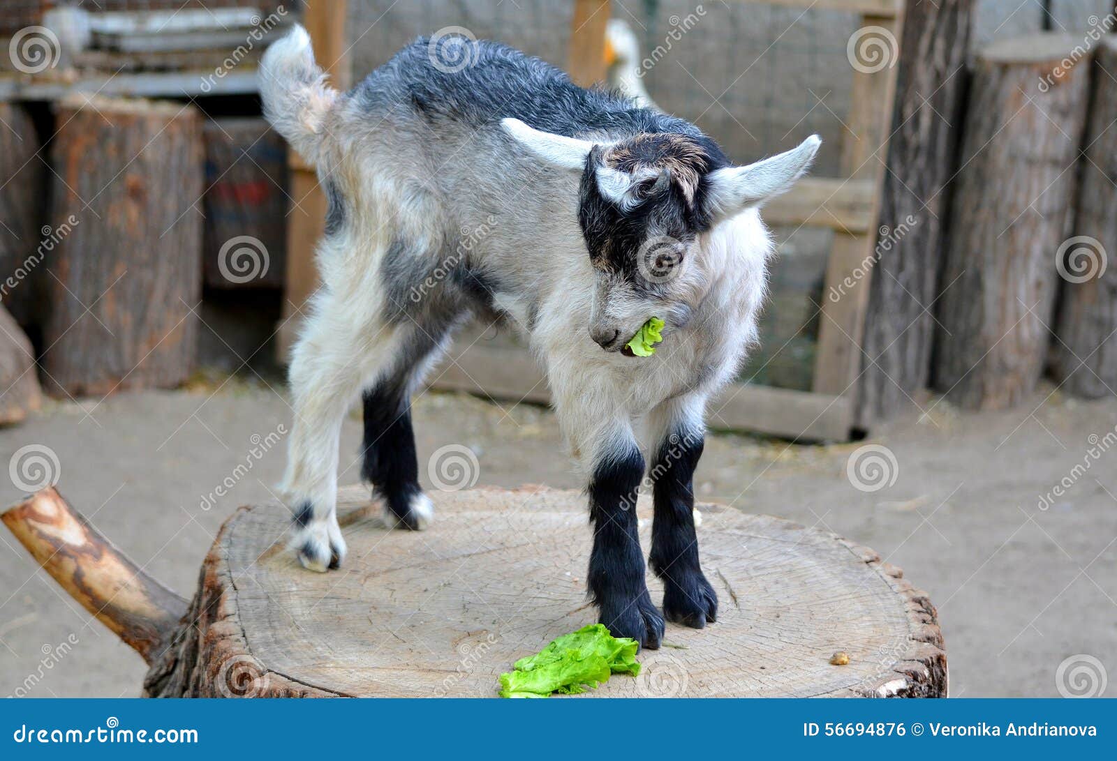 Little goat stock photo. Image of goat, animals, salad - 56694876