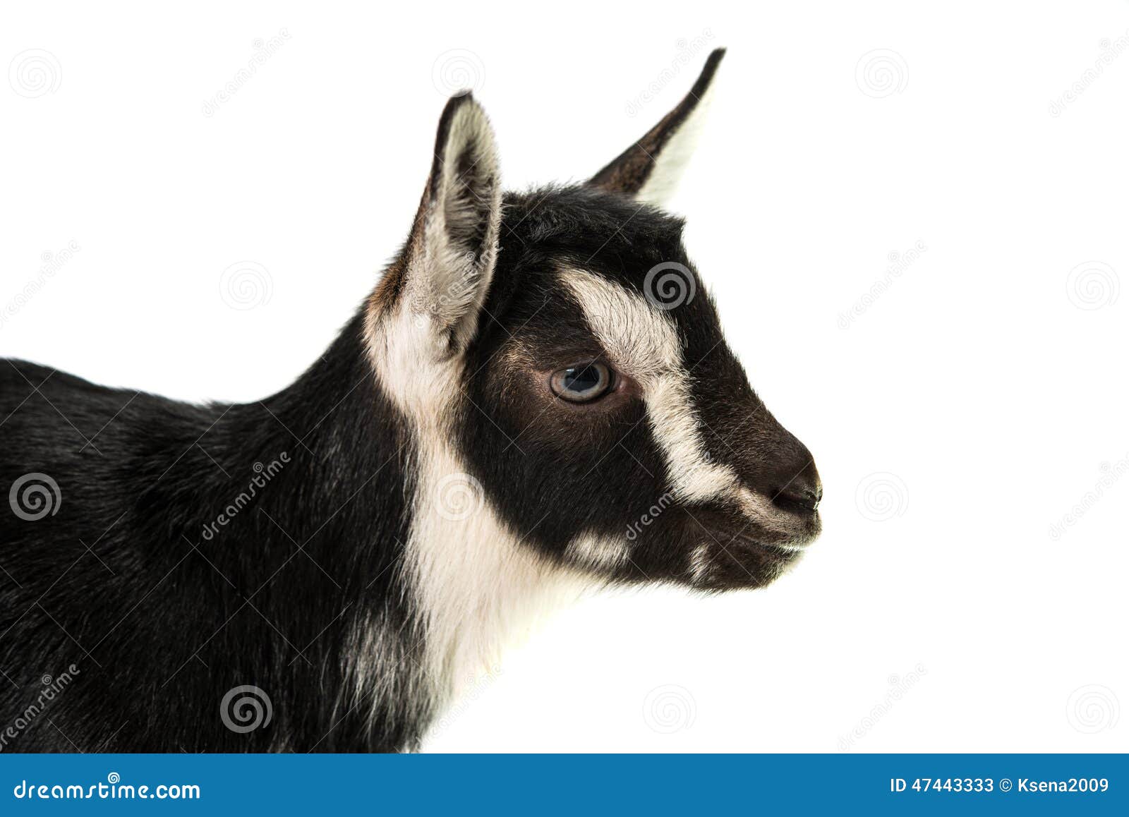 Little goat isolated stock image. Image of vertebrate - 47443333