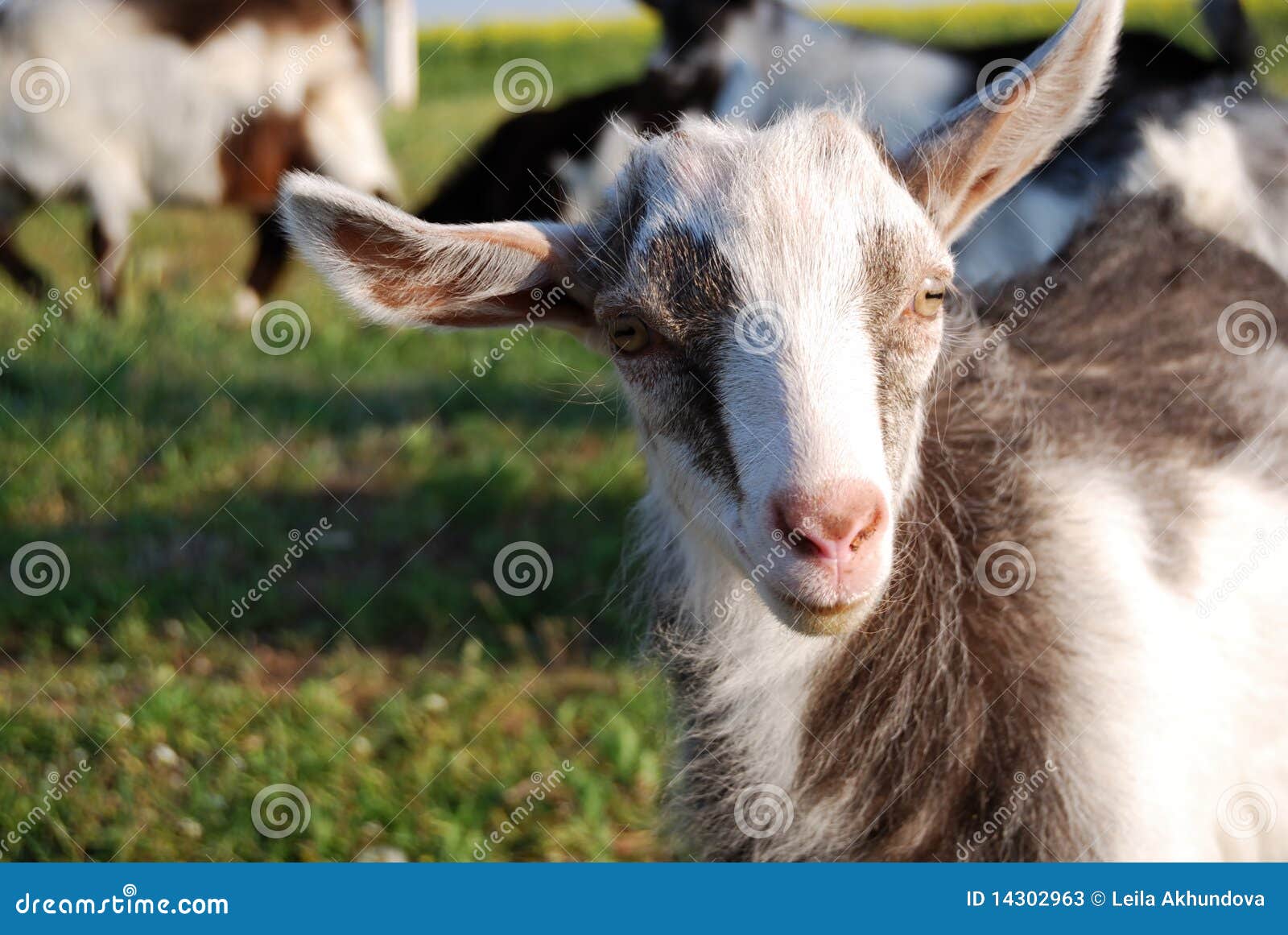 Little goat, kid stock image. Image of outdoors, animal - 14302963