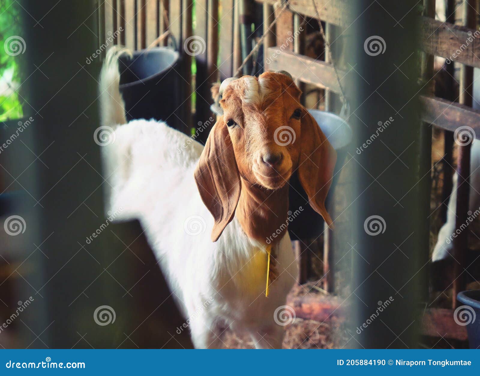 Little goat stock photo. Image of goat, animal, farming - 205884190