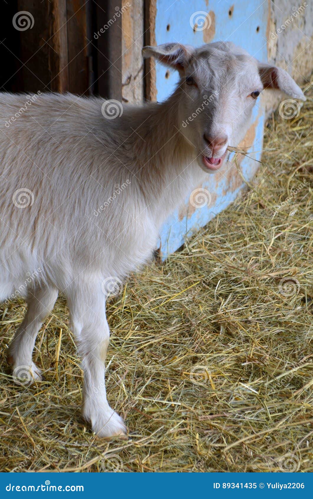 Little goat - pet stock image. Image of standing, farm - 89341435