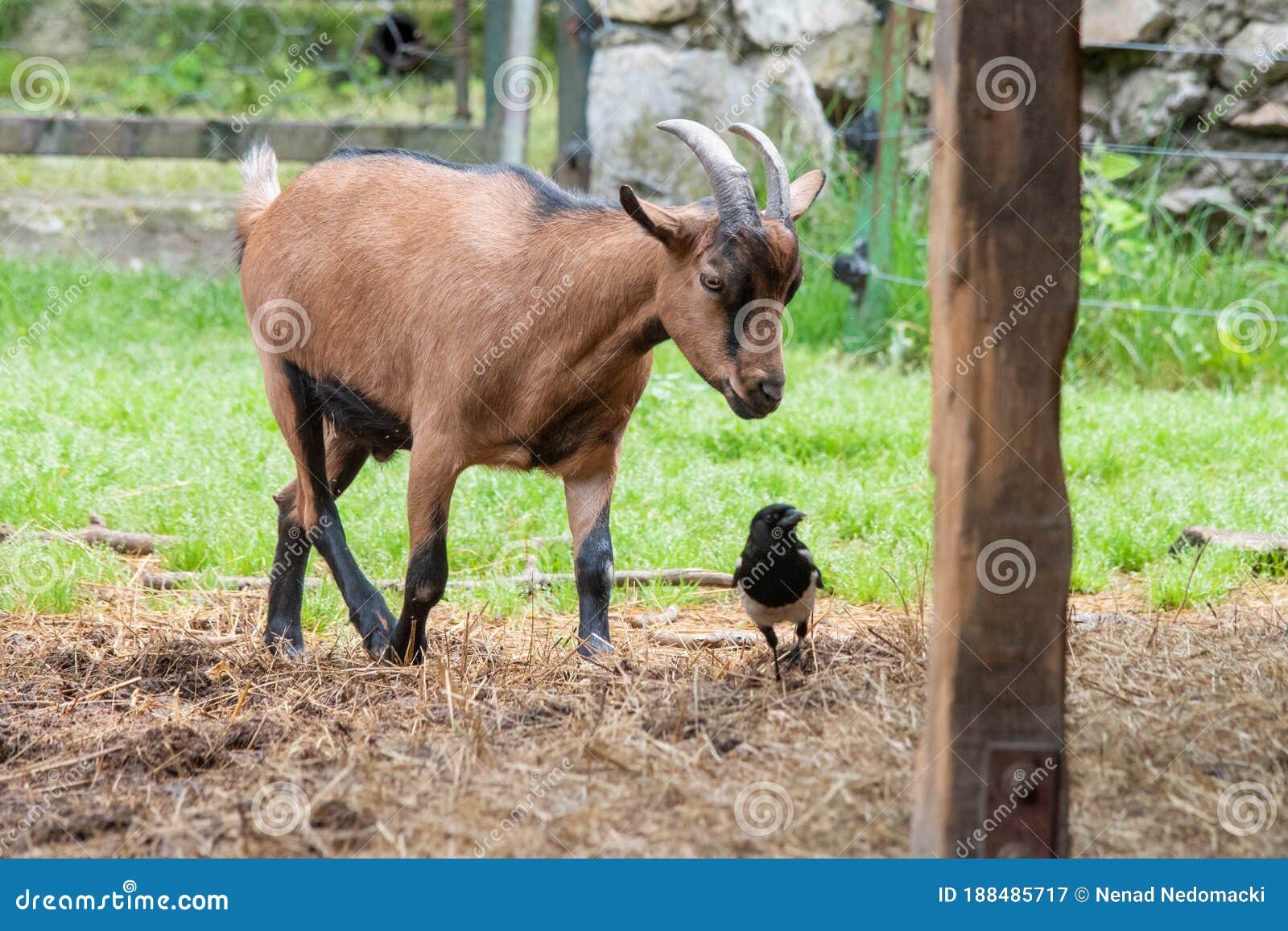 A Little Goat is Playing with a Bird Stock Image - Image of bird ...