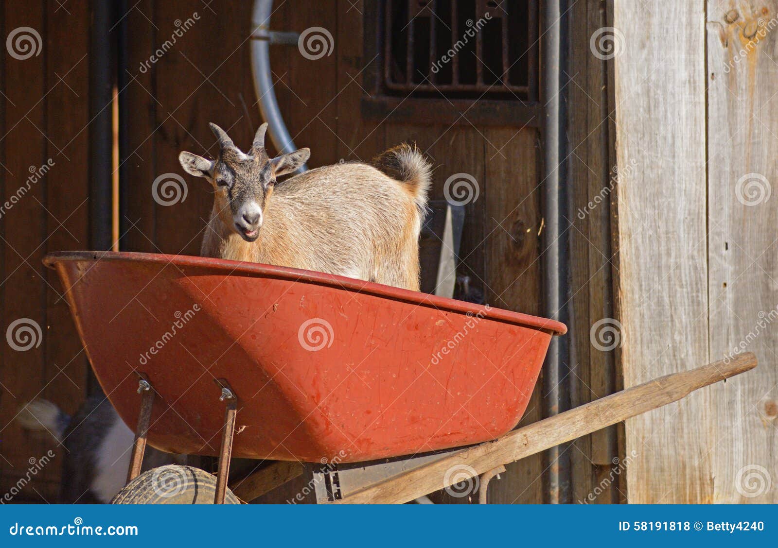 Little Goat Plays in a Red Wheel Barrow. Stock Photo - Image of barn ...