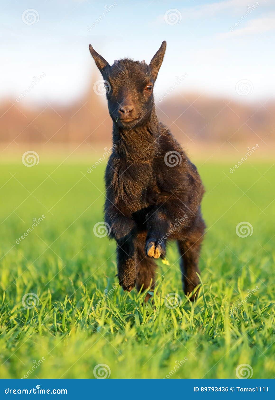 Little Goat Run in Green Meadow Stock Photo - Image of grass, landscape ...
