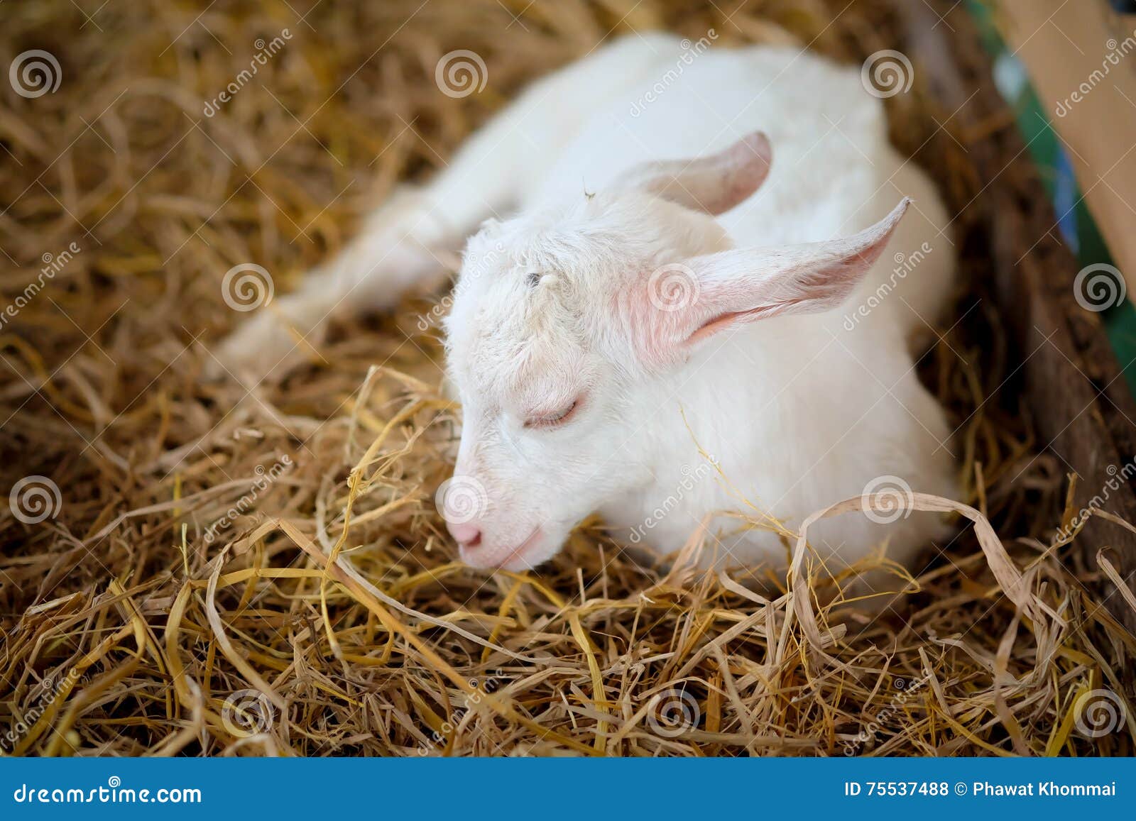 The Little Goat is Sleeping Stock Photo - Image of petting, natural ...