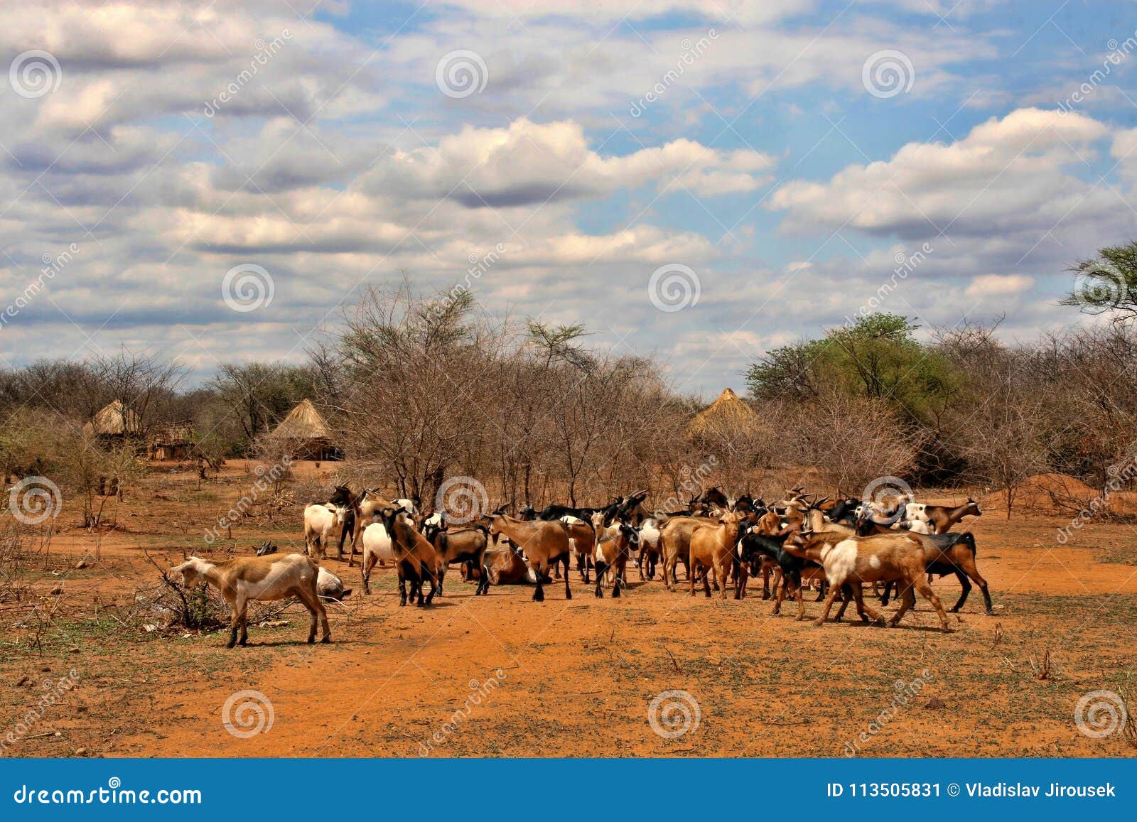 Little Goats in Front of the Village, Zambia Stock Image - Image of ...