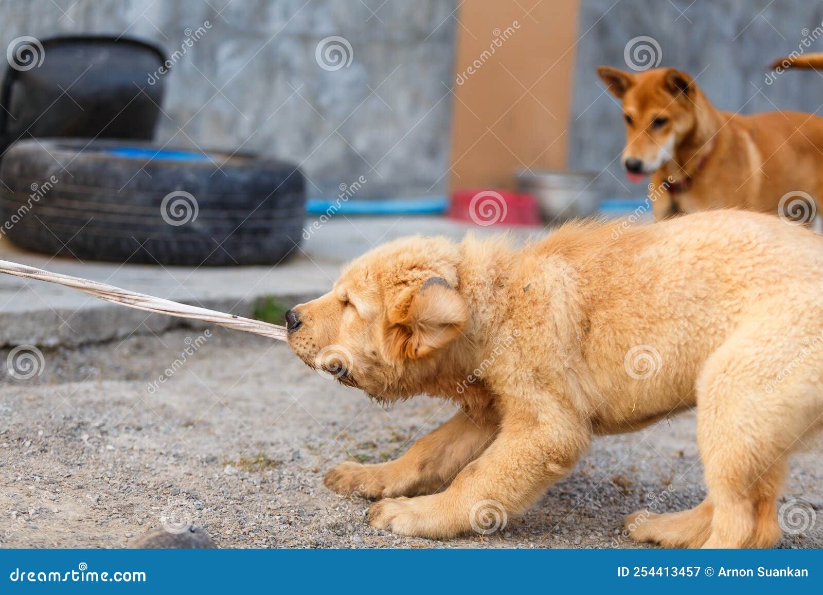 Little Golden Retriever Pulling a Rope Stock Image - Image of small ...