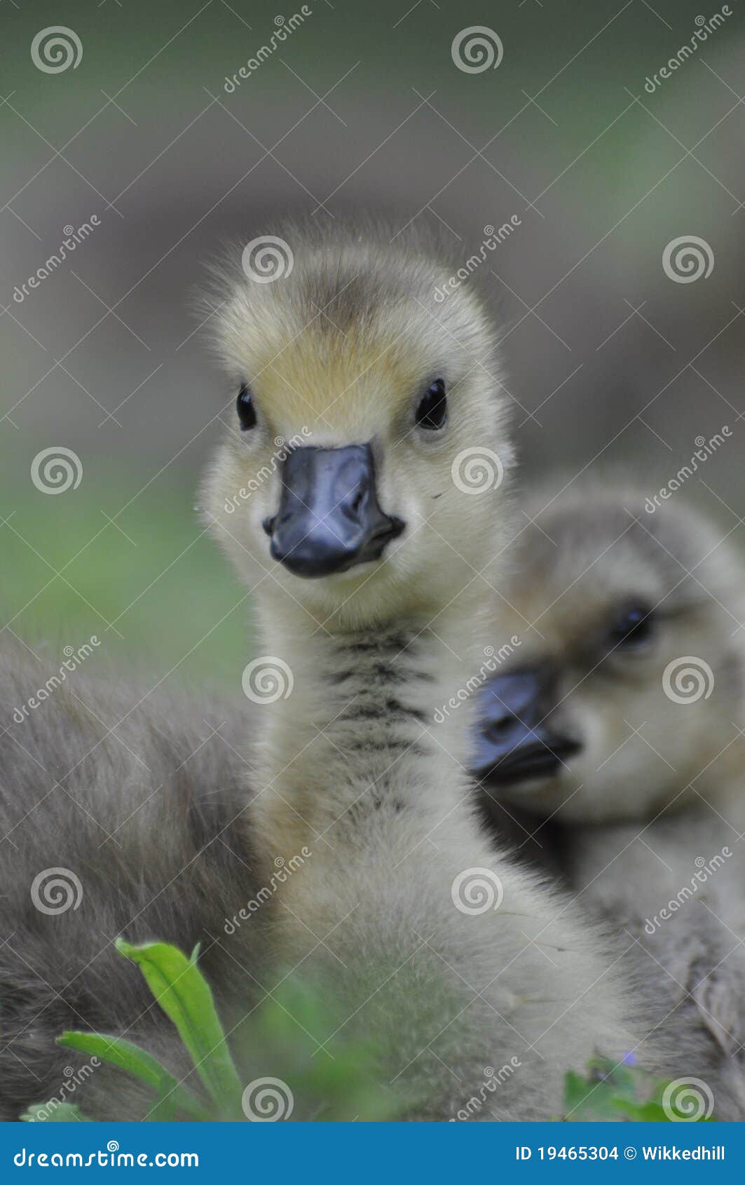 Little Goose stock photo. Image of sibling, goose, cute - 19465304