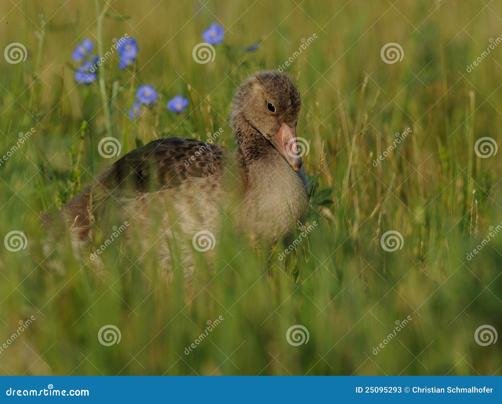 Little Goose stock image. Image of animals, bird, meadow - 25095293