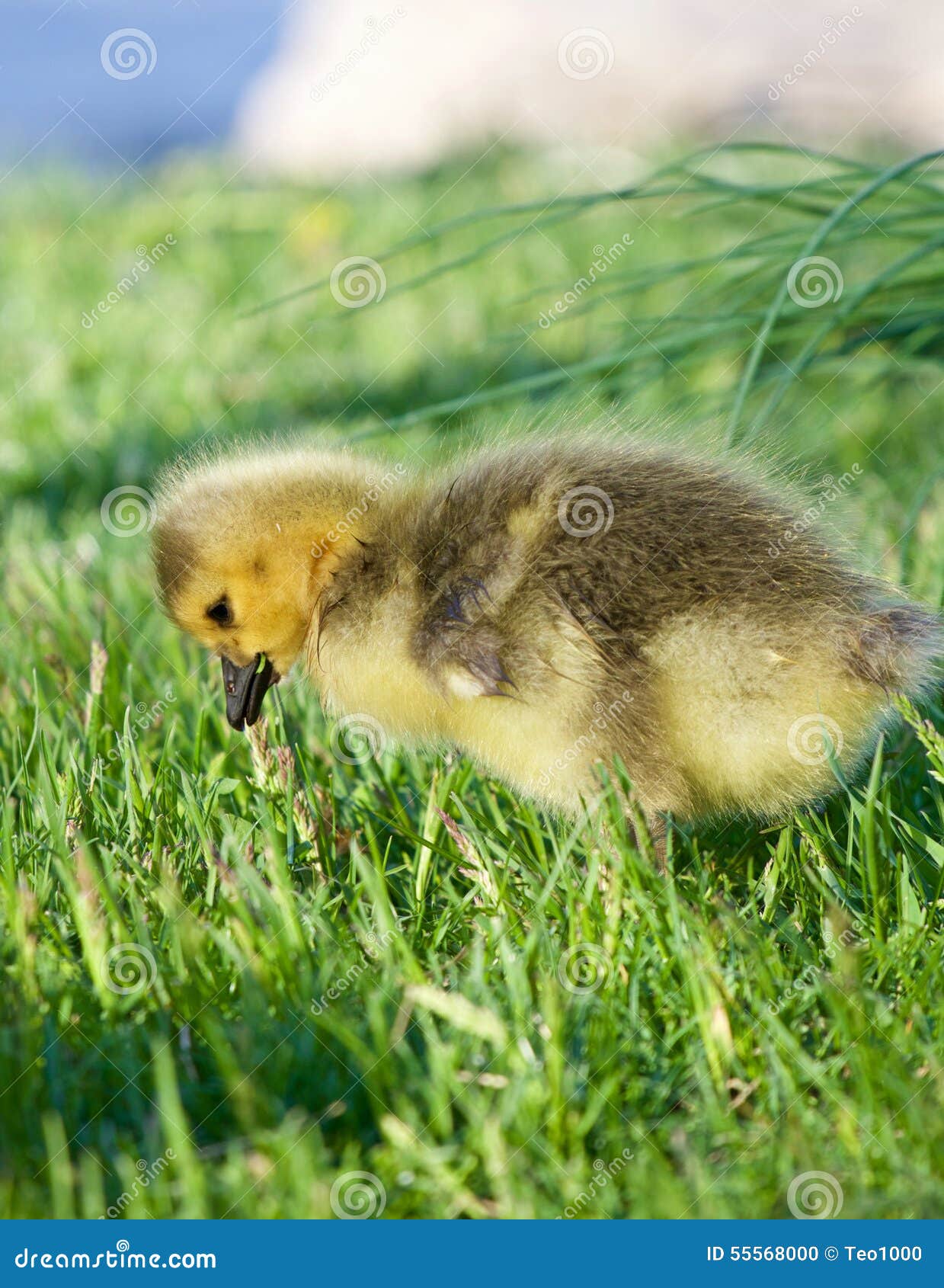 Little Goose is Eating the Grass Stock Photo - Image of neck, care ...