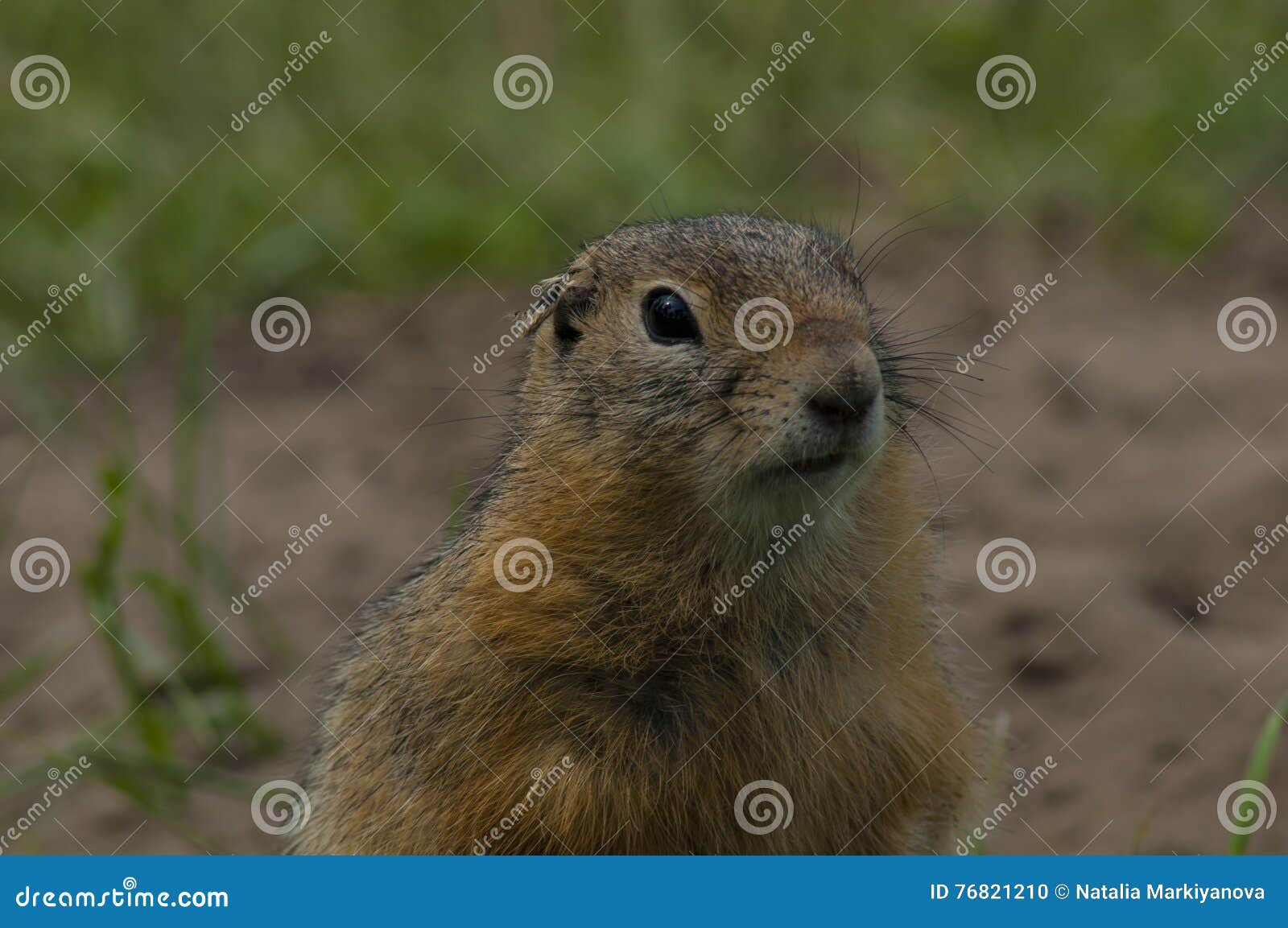 Little gopher closeup stock photo. Image of nature, green - 76821210