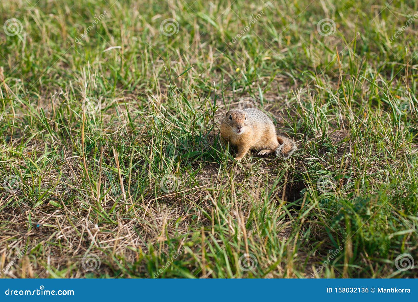 Gopher in a Grass Field Close Up Stock Photo - Image of wildlife ...