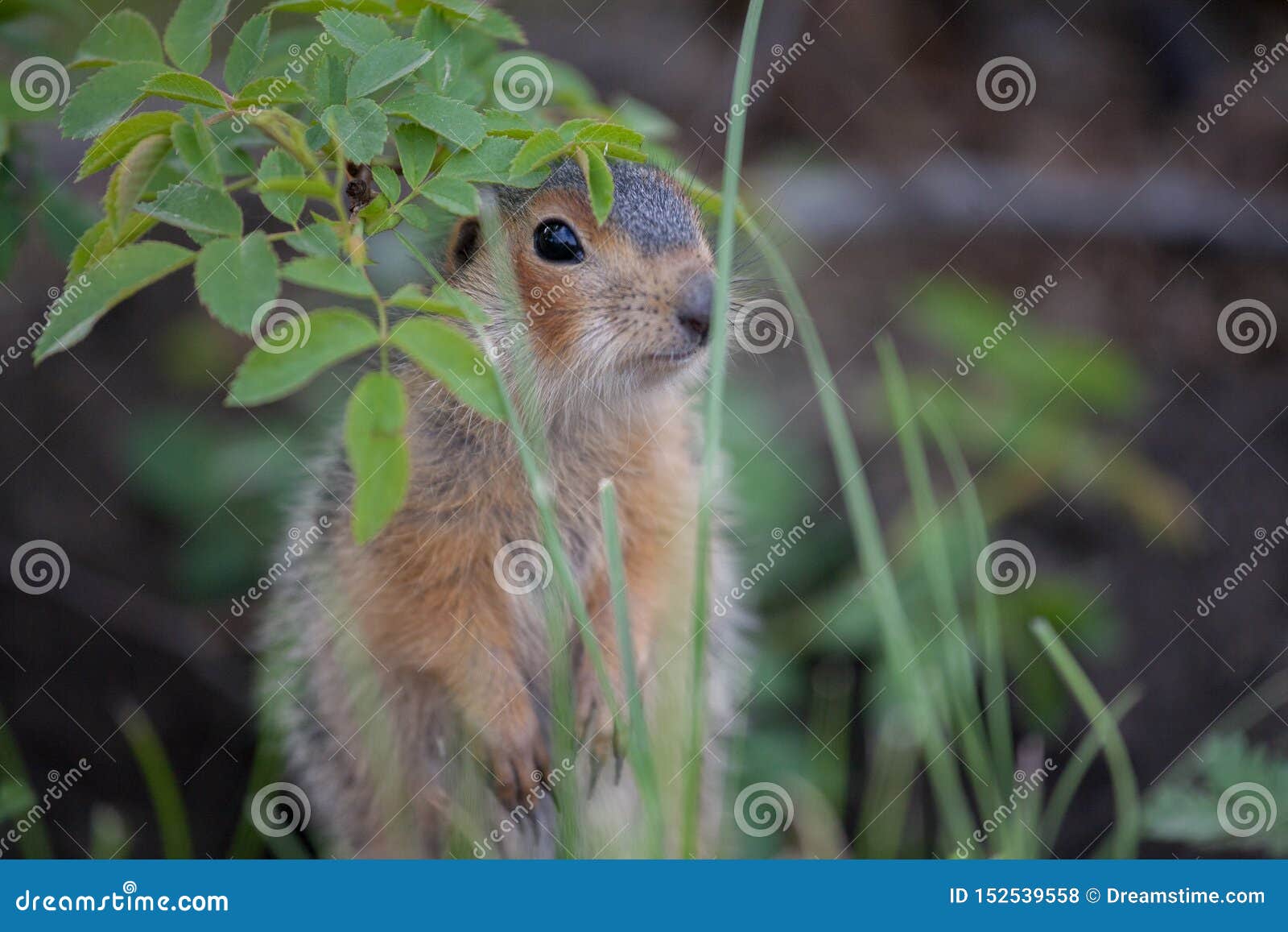 Gopher from grass stock photo. Image of stone, inquisitive - 152539558