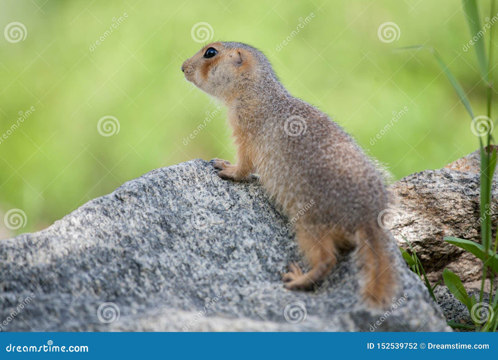 Gopher on stone stock photo. Image of nature, inquisitive - 152539752