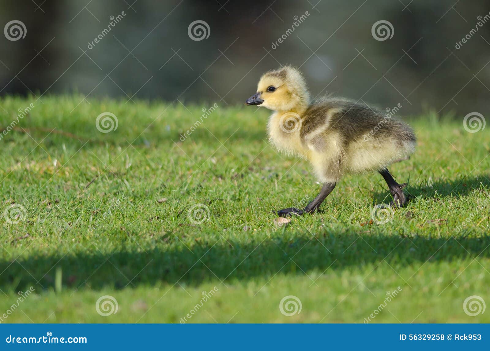 Little Gosling Looking for Food in the Grass Stock Photo - Image of ...