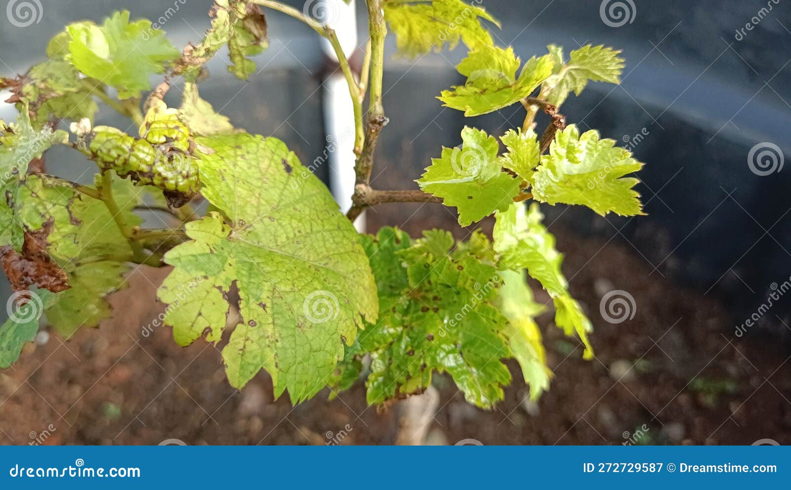 Little grape plant on soil stock image. Image of grape - 272729587