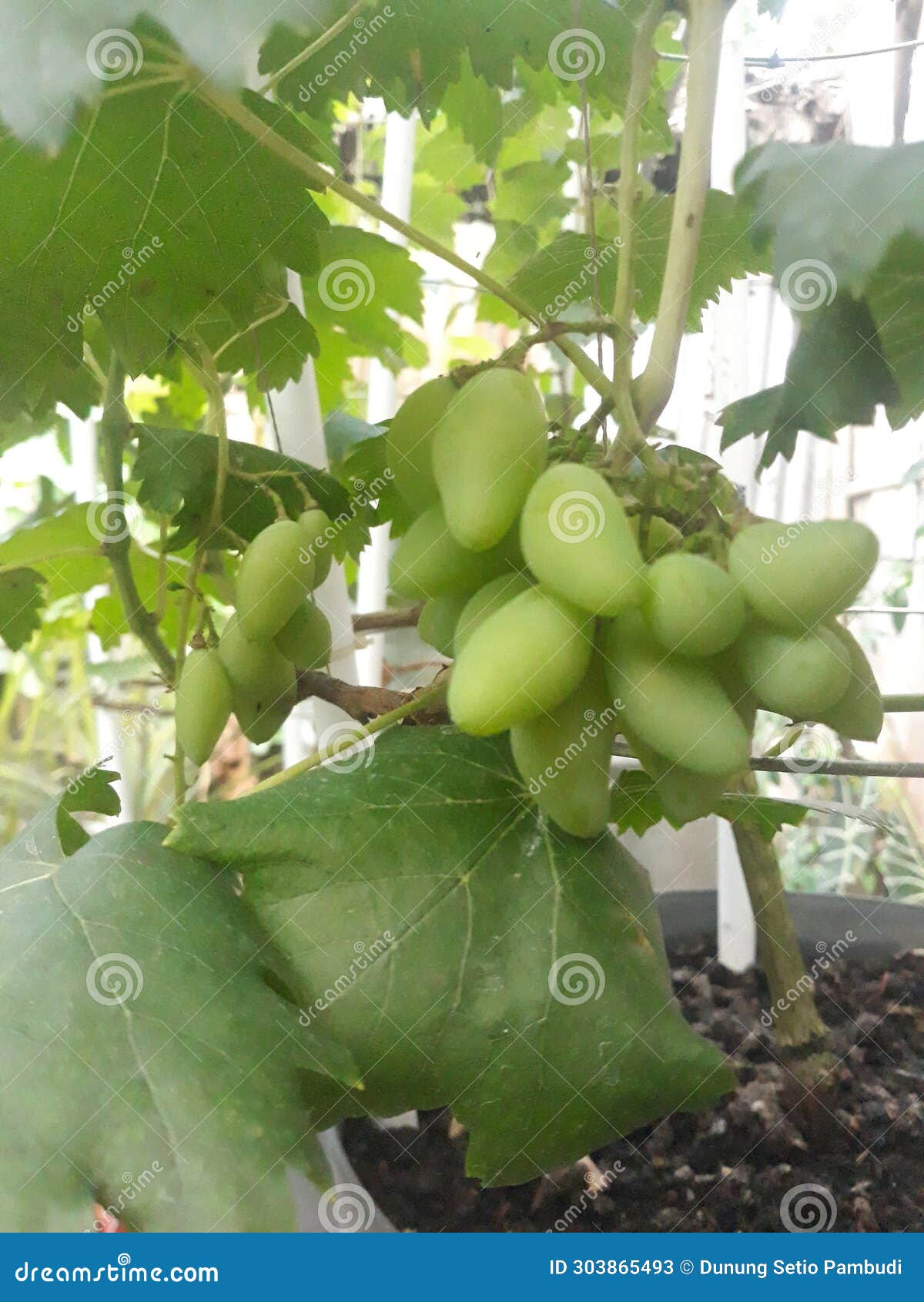 Little grapes stock image. Image of grapes, little, grapeonpot - 303865493