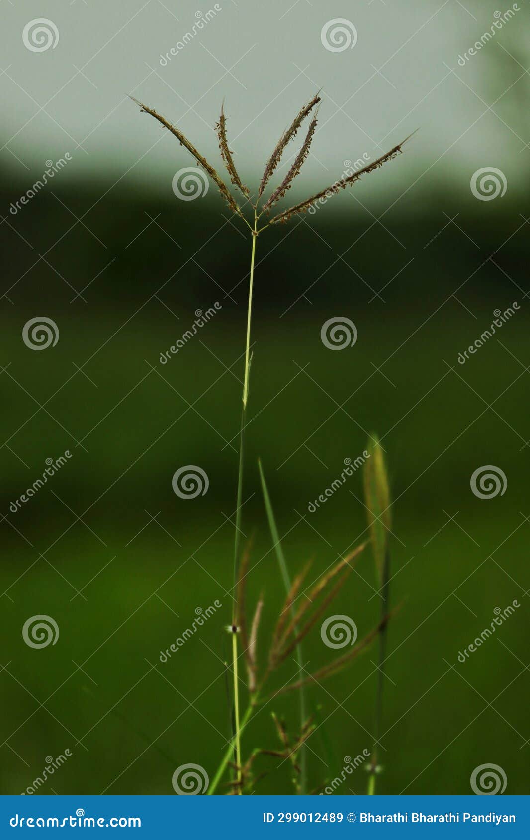 Little Grass in Agriculture Land Nature Stock Image - Image of little ...