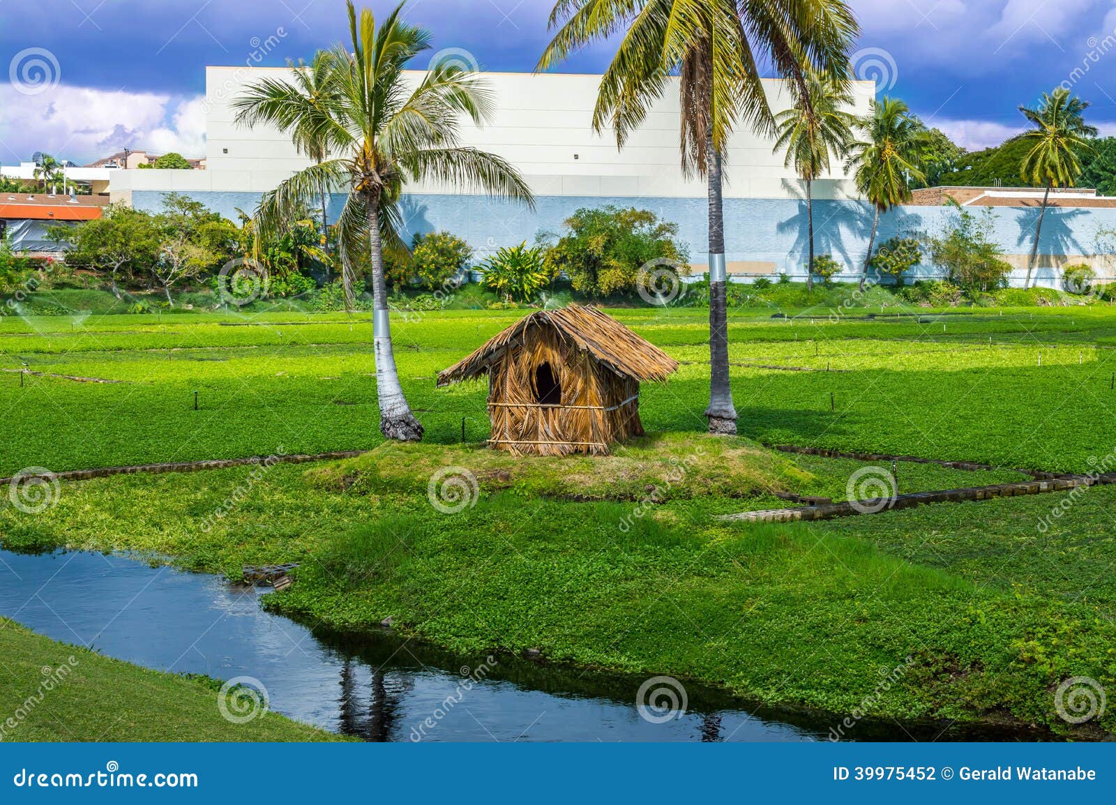 Little Grass Shack stock photo. Image of grass, watercress - 39975452