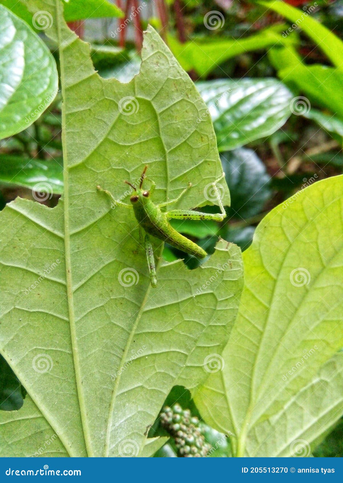 A Little Grasshopper Eating the Leaf Stock Photo - Image of flower ...